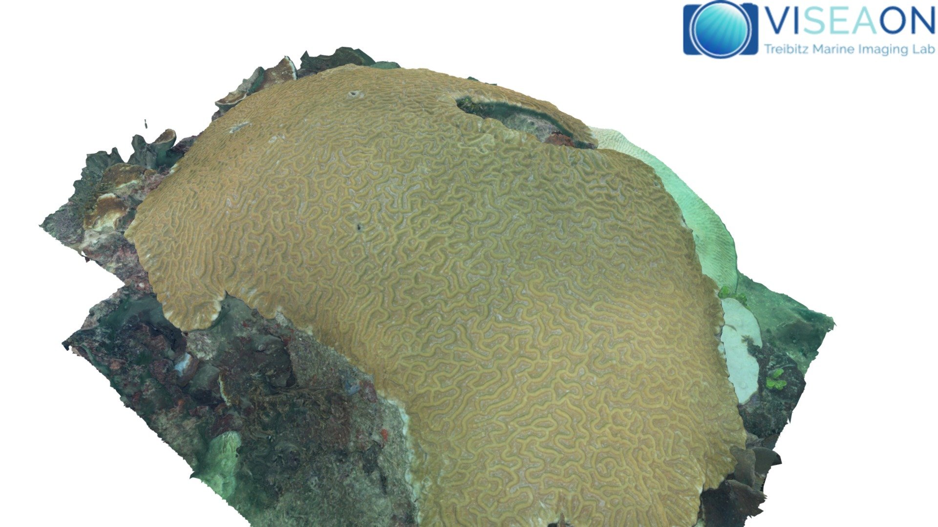 Brain Coral 8 From Bocas Del Toro, Panama - 3D model by VISEAON ...