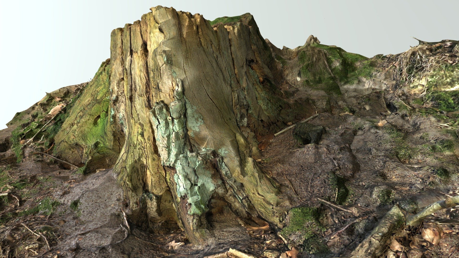 Tree Texture - 3D model by MARCO___ [b242d50] - Sketchfab