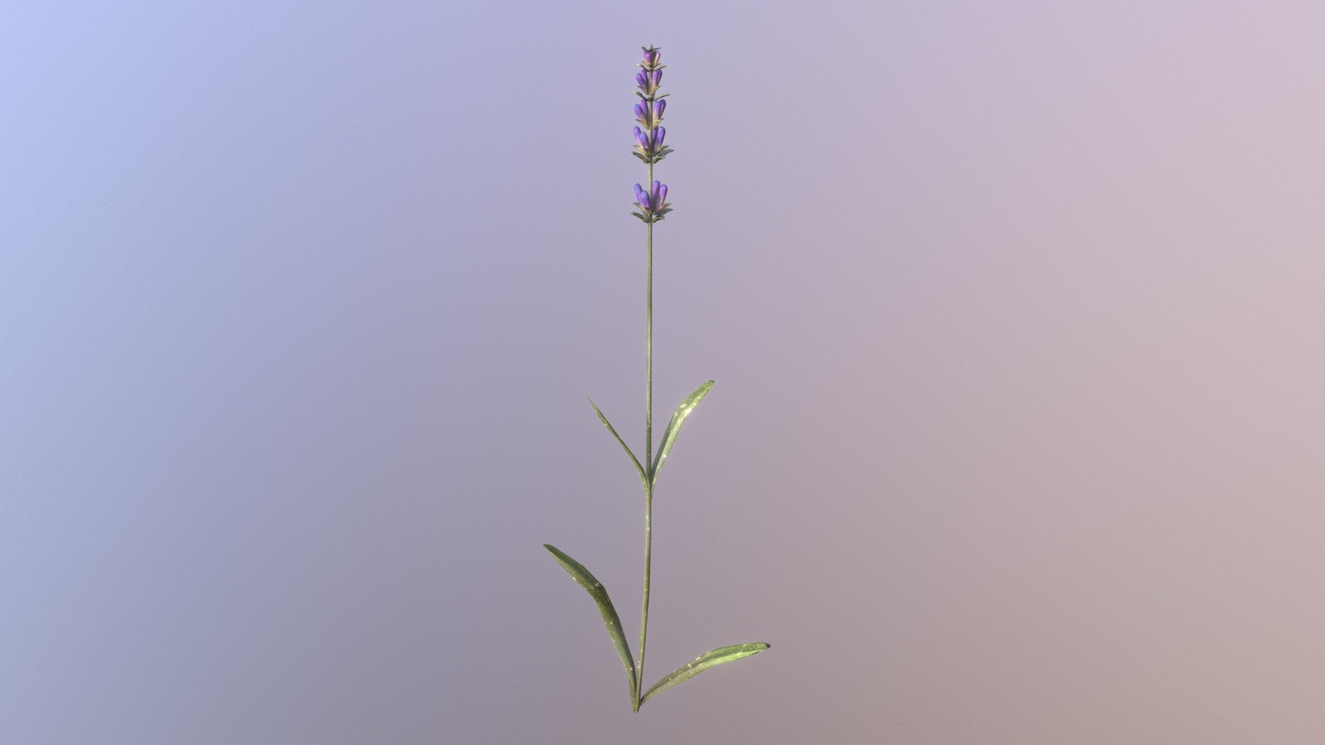 Lavender - Buy Royalty Free 3D model by Anežka Hájková (@anezka ...