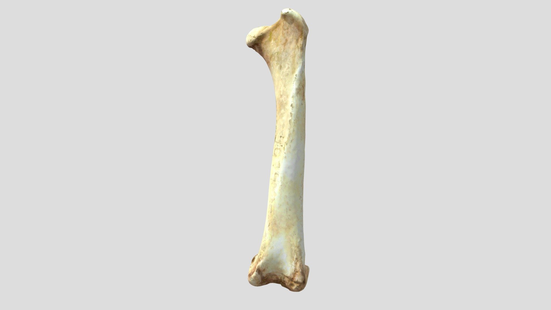 Turkey Femur Left (VCU_3D_4074) - Download Free 3D model by Virtual ...