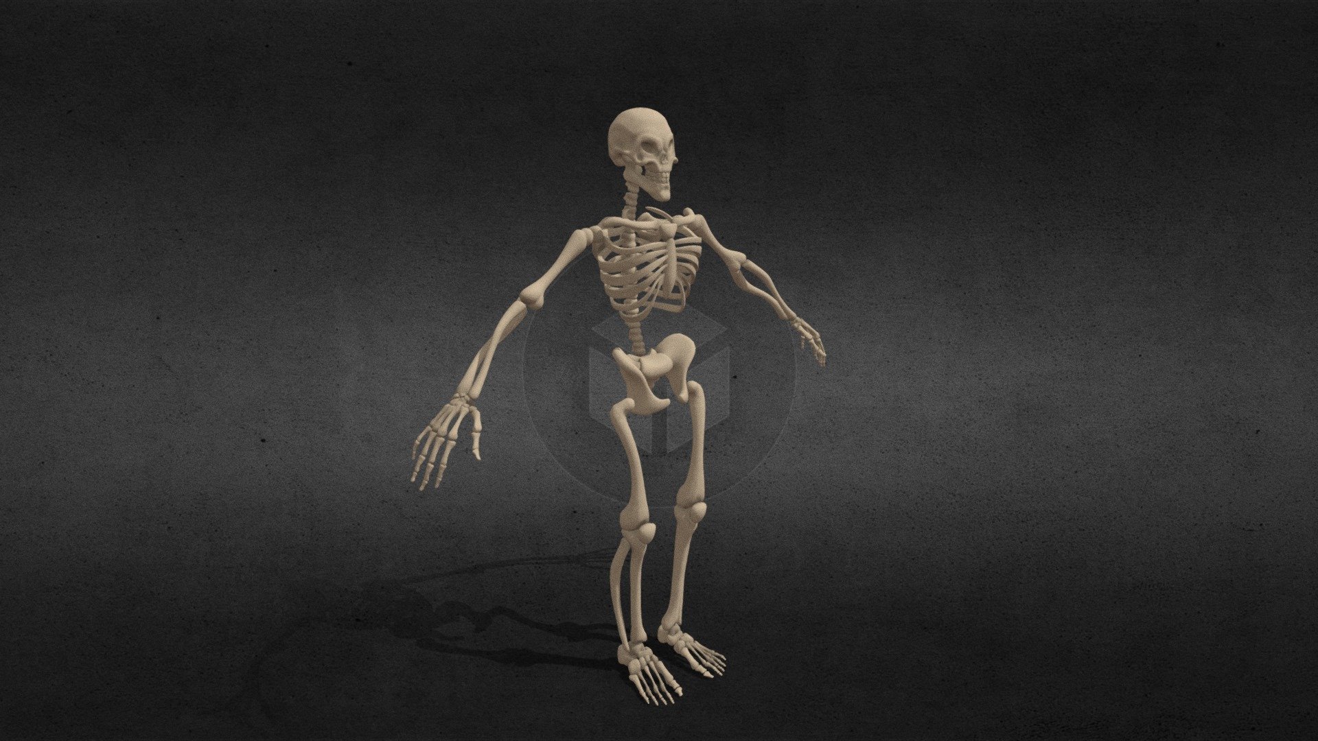 Skeleton - 3D model by cgworkers [b25052c] - Sketchfab
