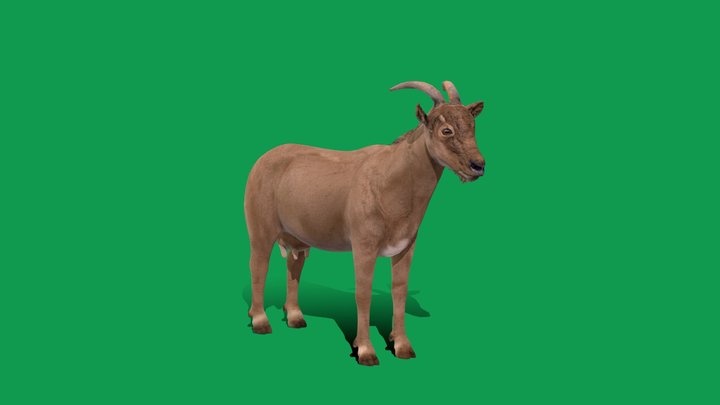 3d-goat 3D models - Sketchfab
