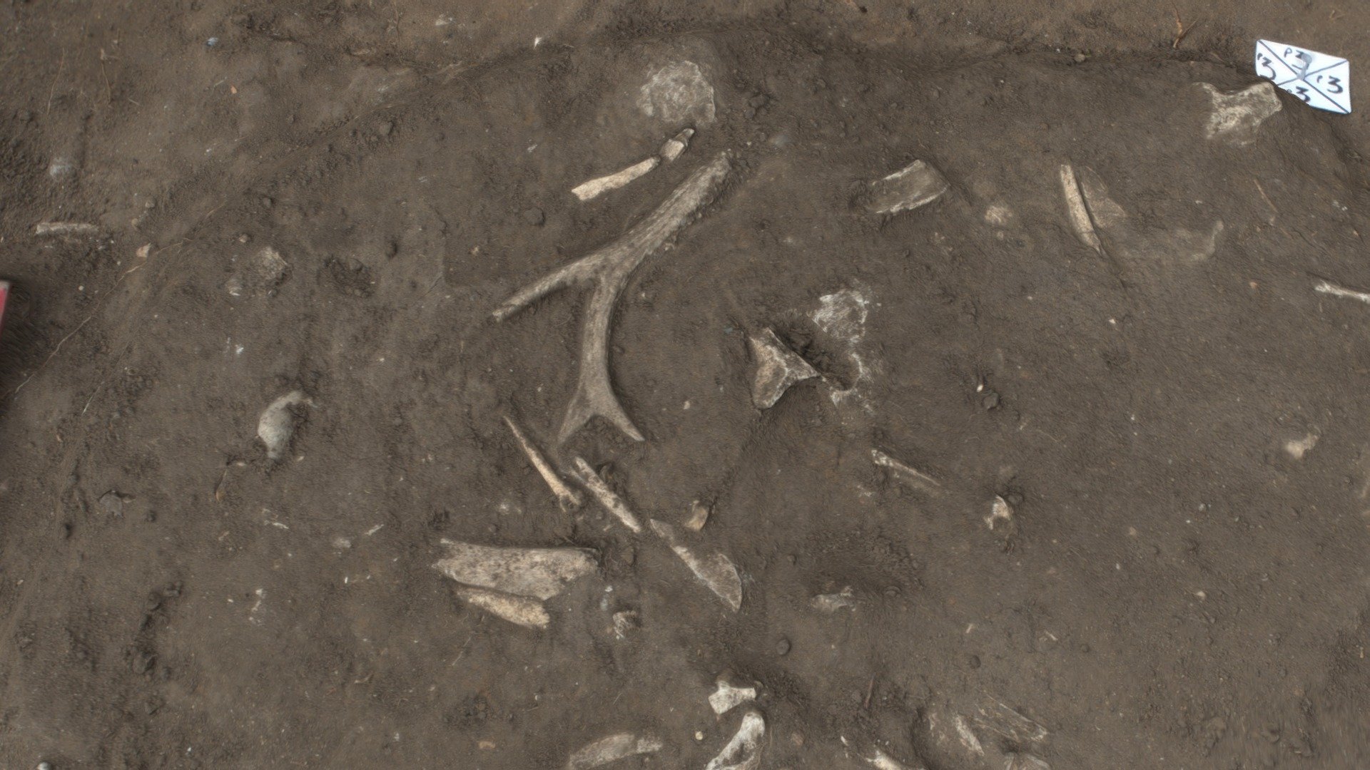 #Cookhamdig22 Trench 1 animal bone scatter - Download Free 3D model by ...