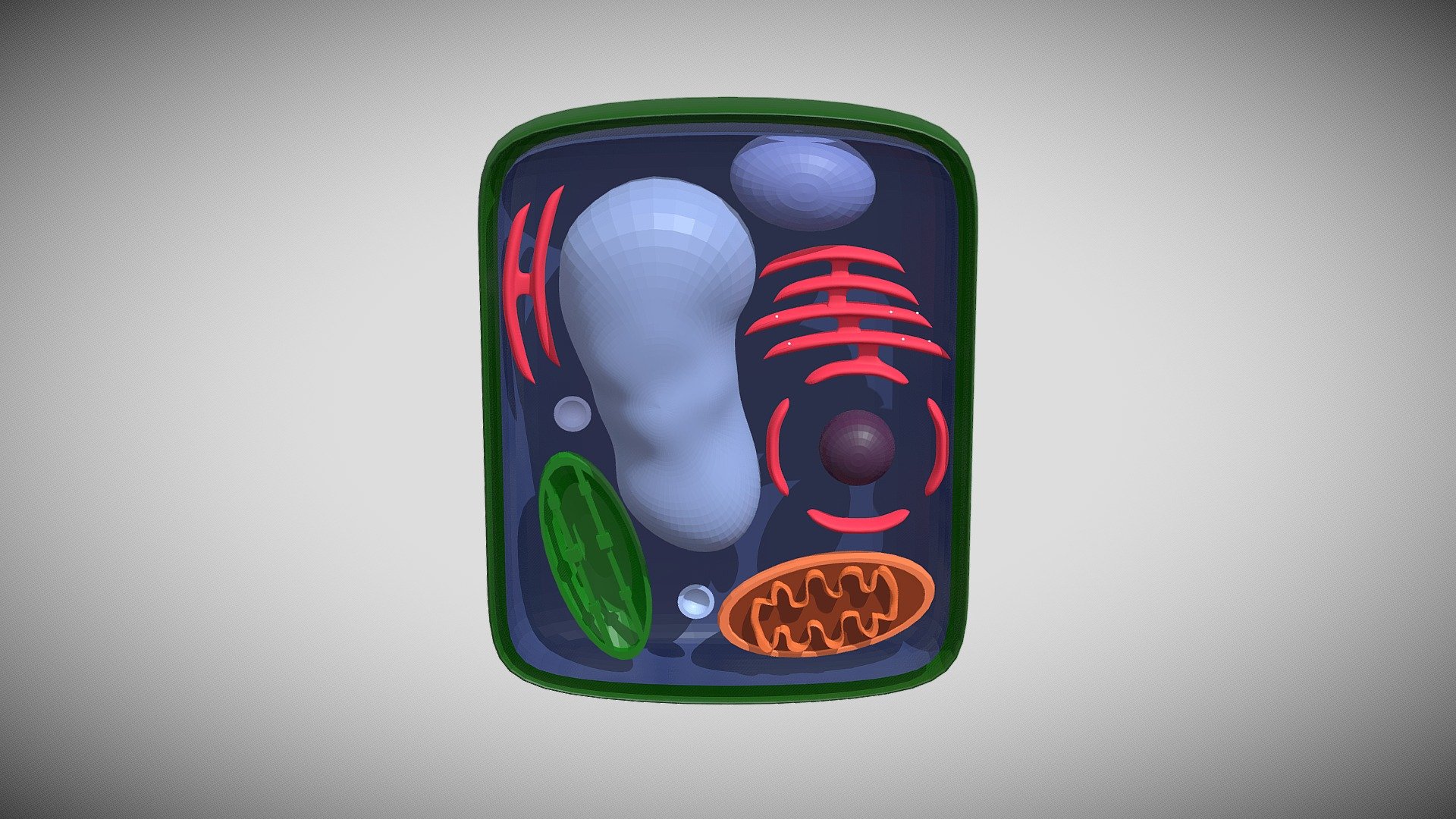 Plant Cell - Download Free 3D model by Gouravsuthar [b25653c] - Sketchfab