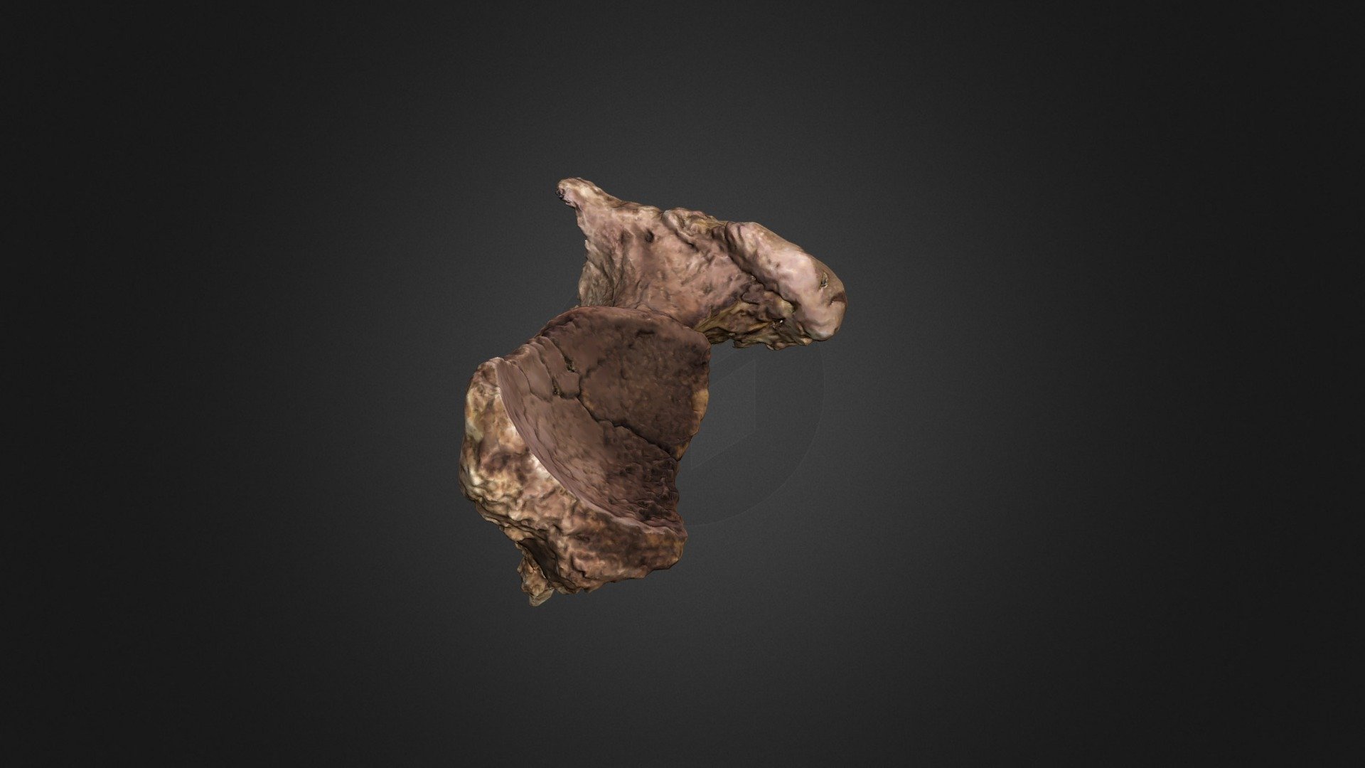 Posible Fosa Escapular - Download Free 3D model by Museo Regional de ...