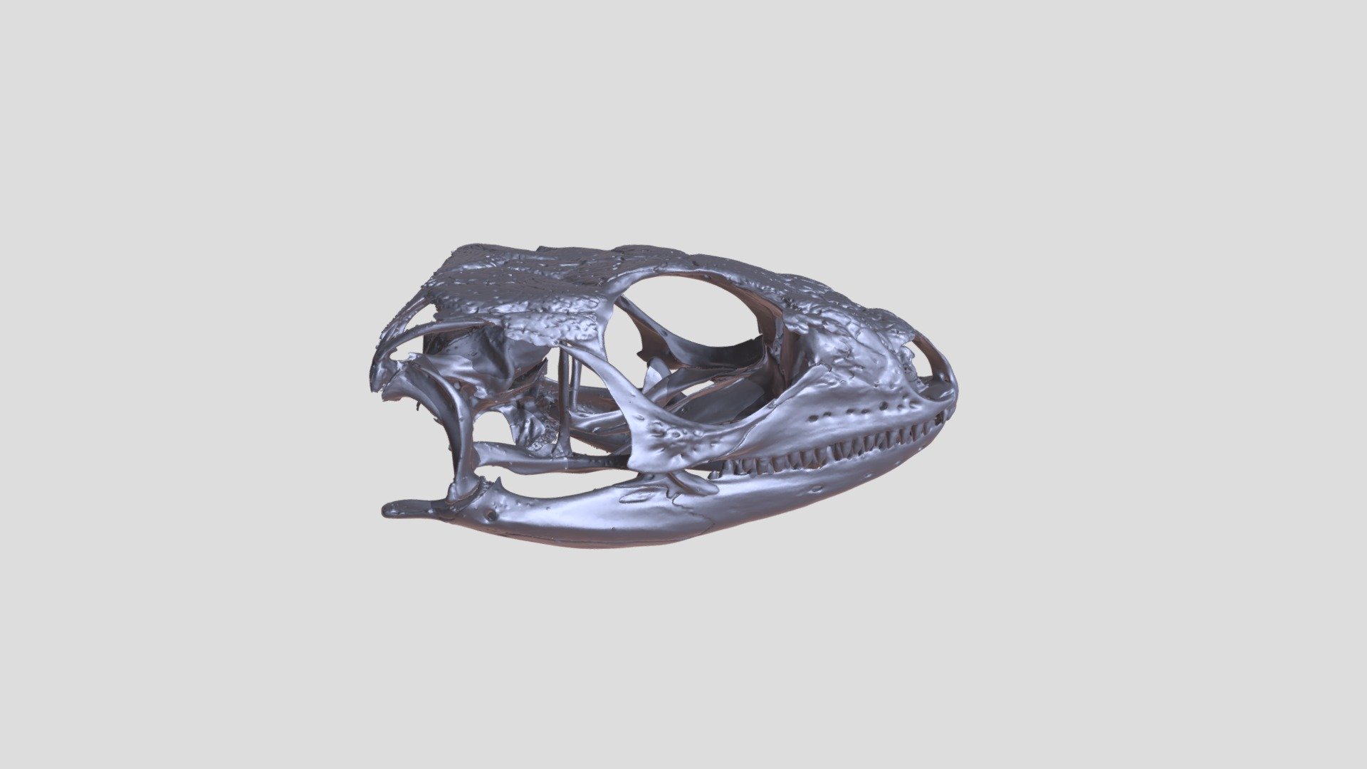 Skull of Timon lepidus (ocellated lizard) - Download Free 3D model by ...