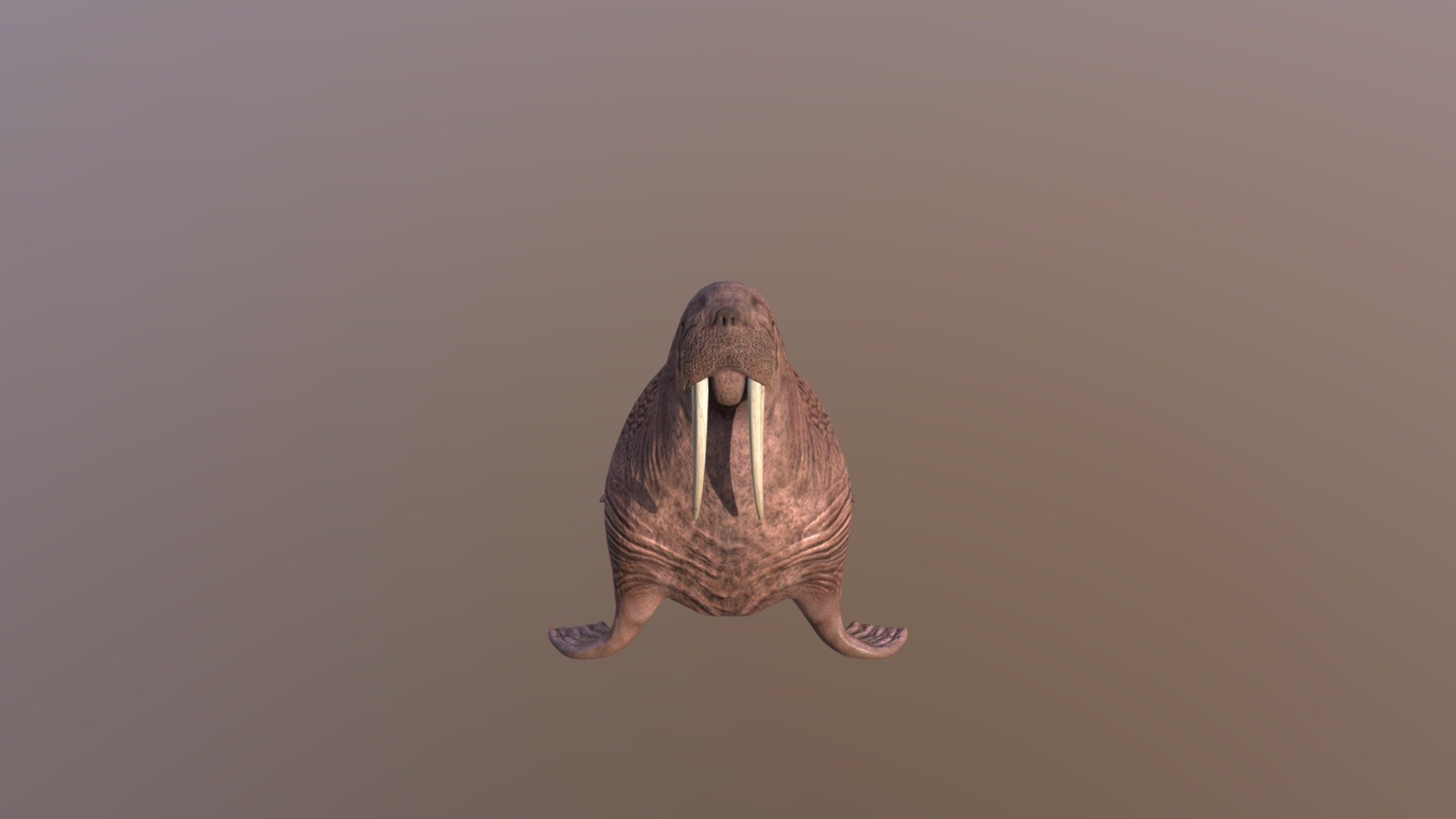 Walrus - 3D model by anthodon [b25ce06] - Sketchfab