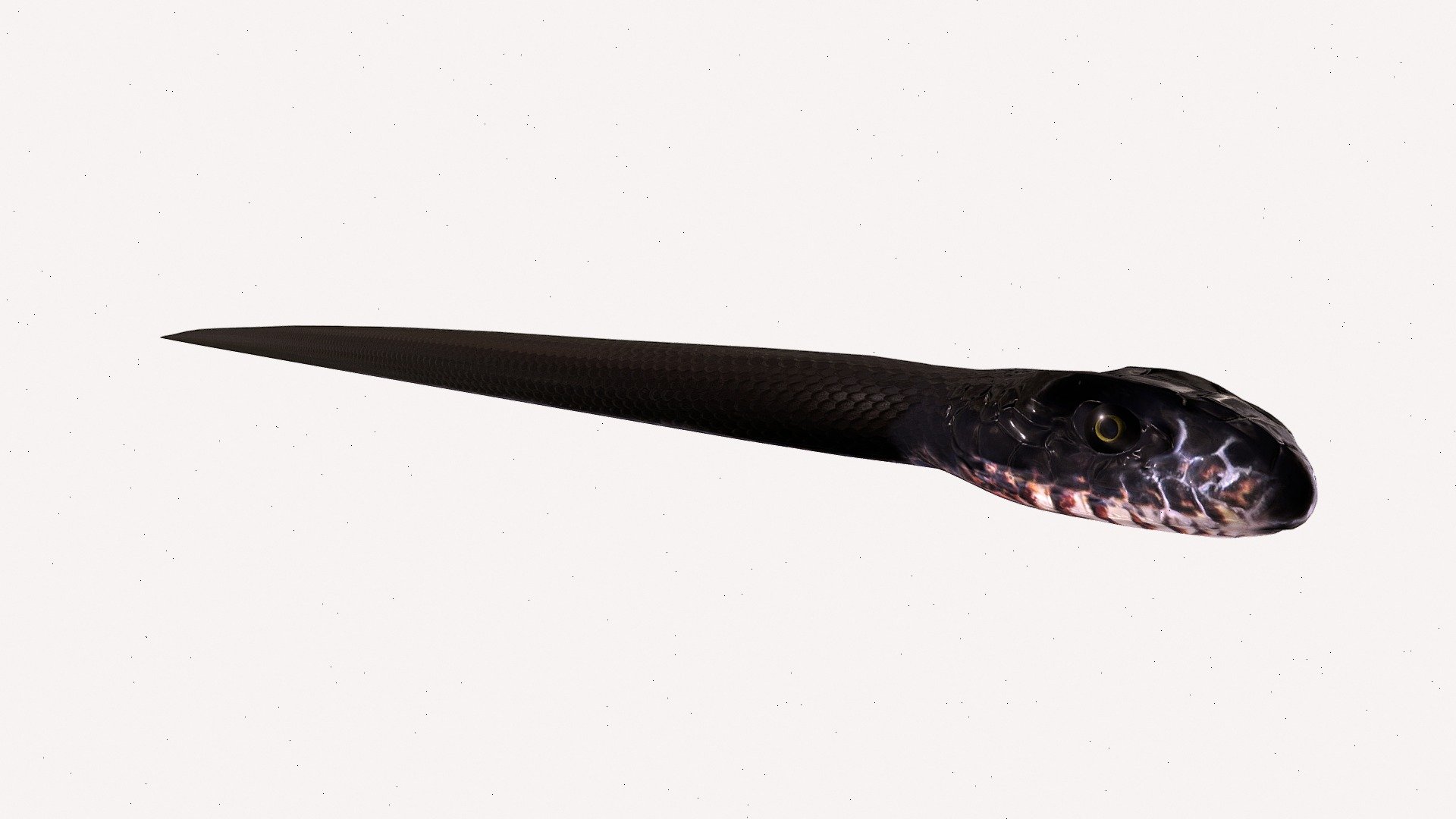 Model 105 - Cyprus racer snake (straight) - Download Free 3D model by ...