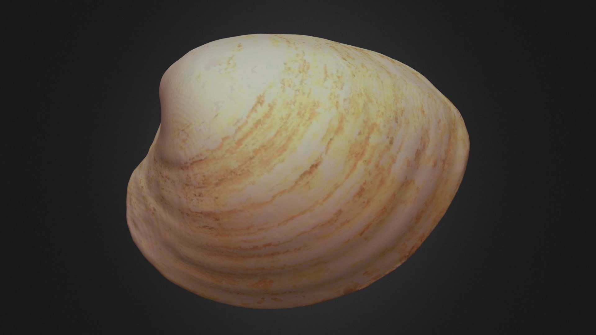 Quahog - 3D model by Lakehead Anthropology (@LakeheadAnthropology ...