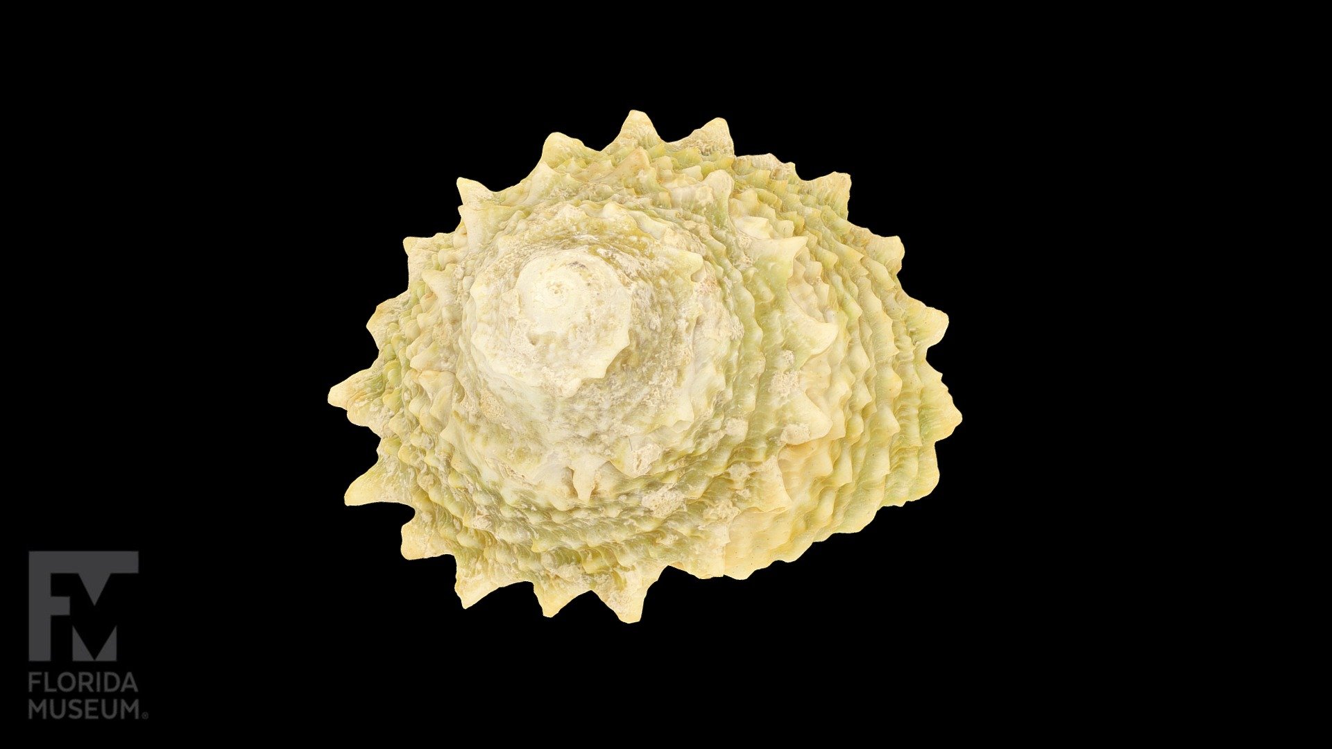 Turban Snail Shell (Longspine Star Shell) - 3D model by FloridaMuseum ...