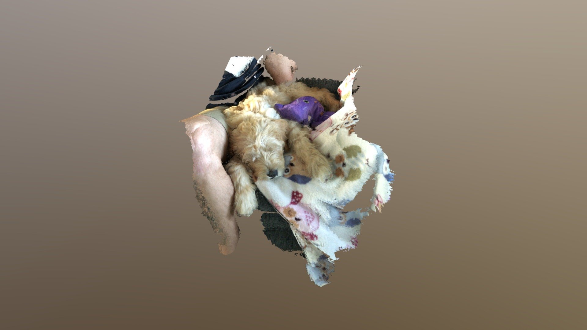 Golden doodle puppy - 3D model by elaughli [b26f79d] - Sketchfab