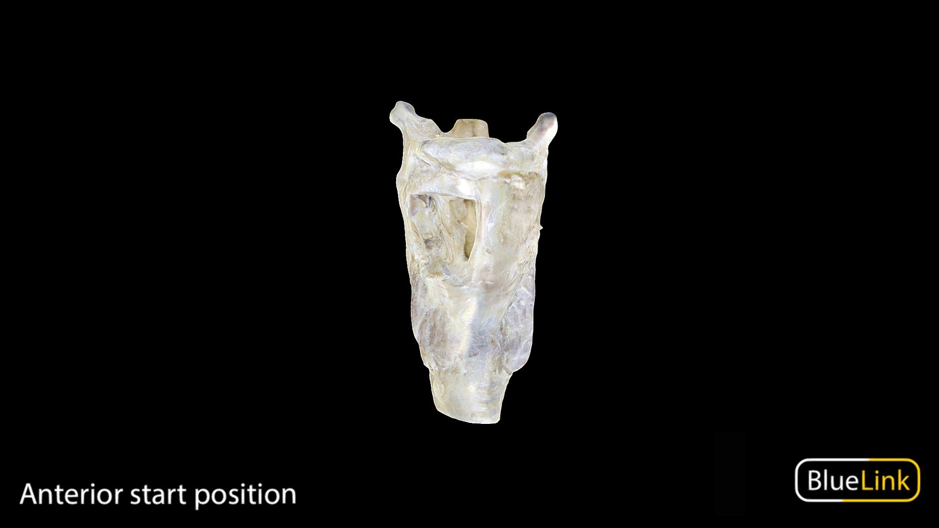 Larynx - Download Free 3D model by Bluelink Anatomy (@bluelinkanatomy ...