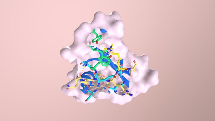 Histone 3D models - Sketchfab