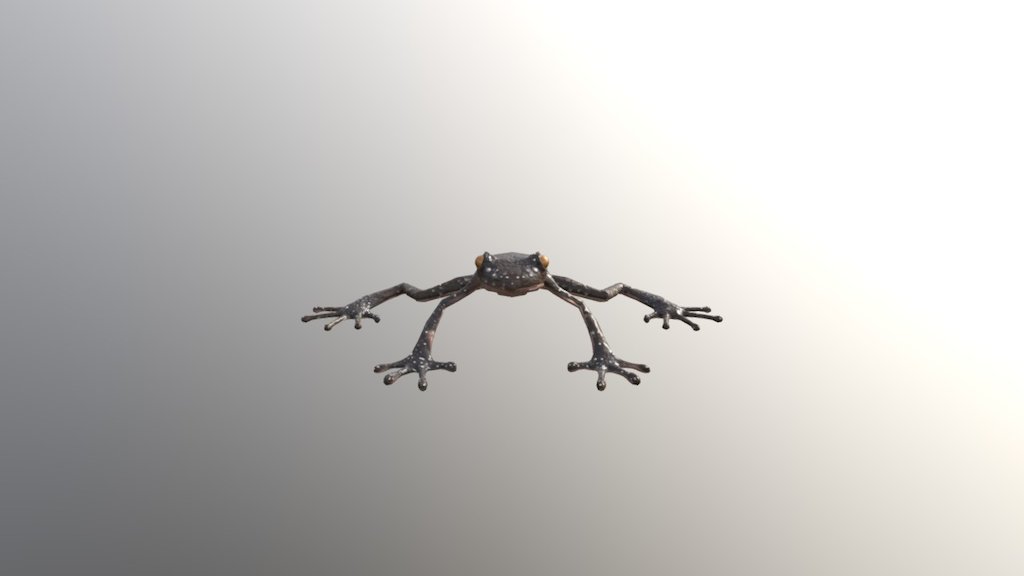 Frog Project - 3D model by x8 [b27b88f] - Sketchfab