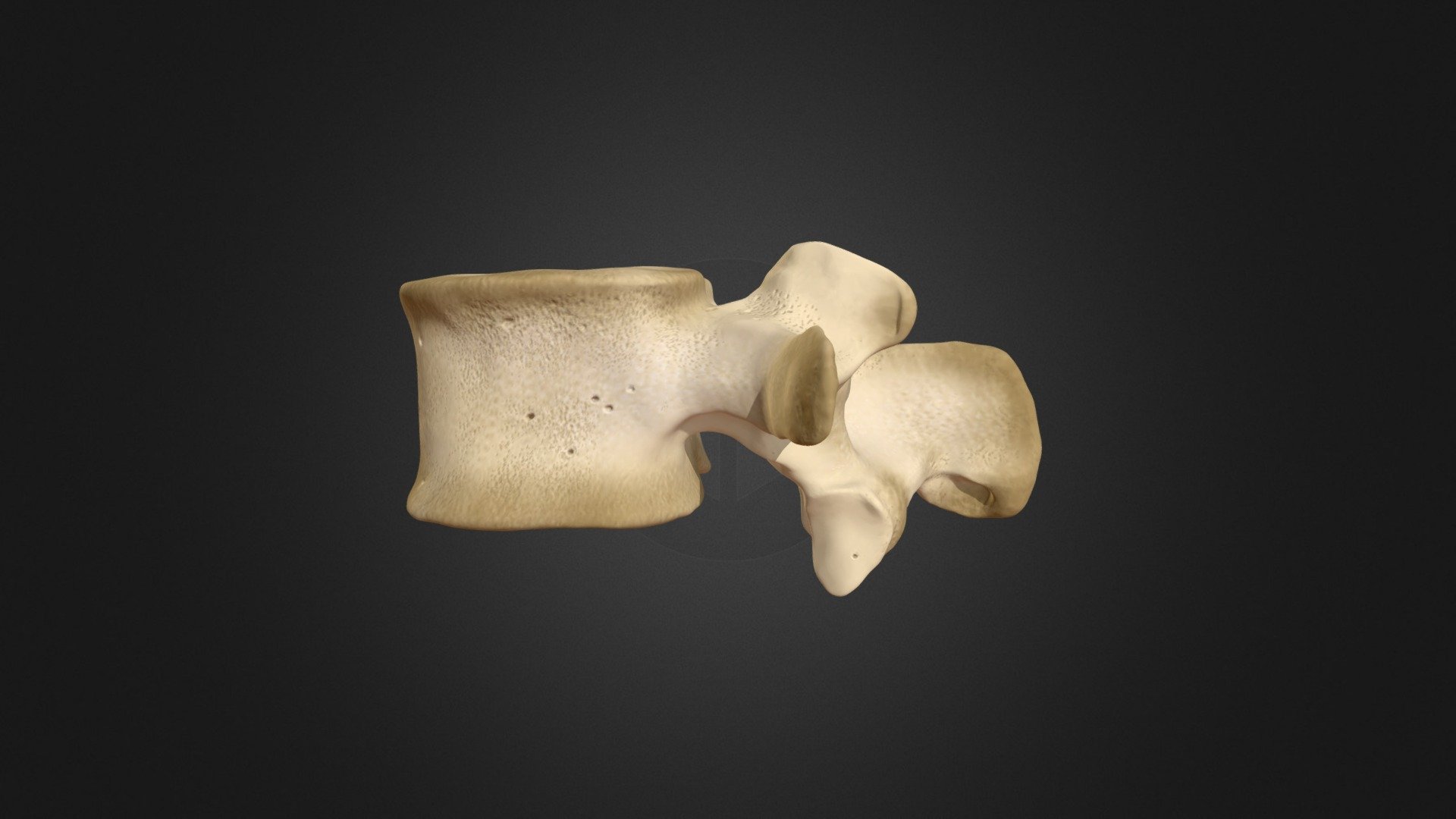 Third Lumbar Vertebra (L3) - 3D model by Renske H. (@renskehoste ...