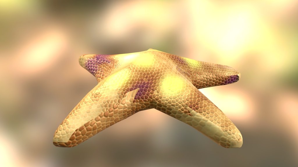 Starfish FBX Lowres - 3D model by raynsideways [b28b811] - Sketchfab