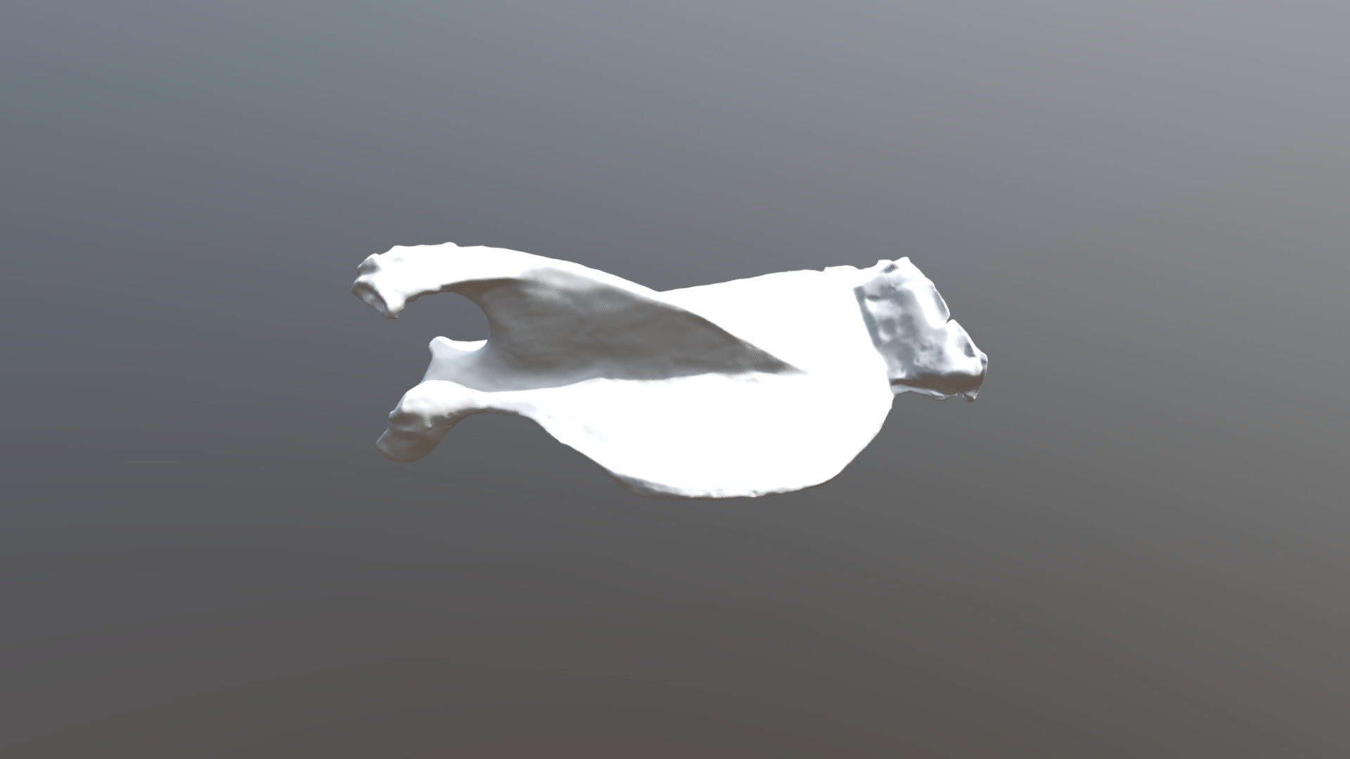 Giant Beaver Right Scapula (VCU_3D_3842) - 3D model by Virtual Curation ...