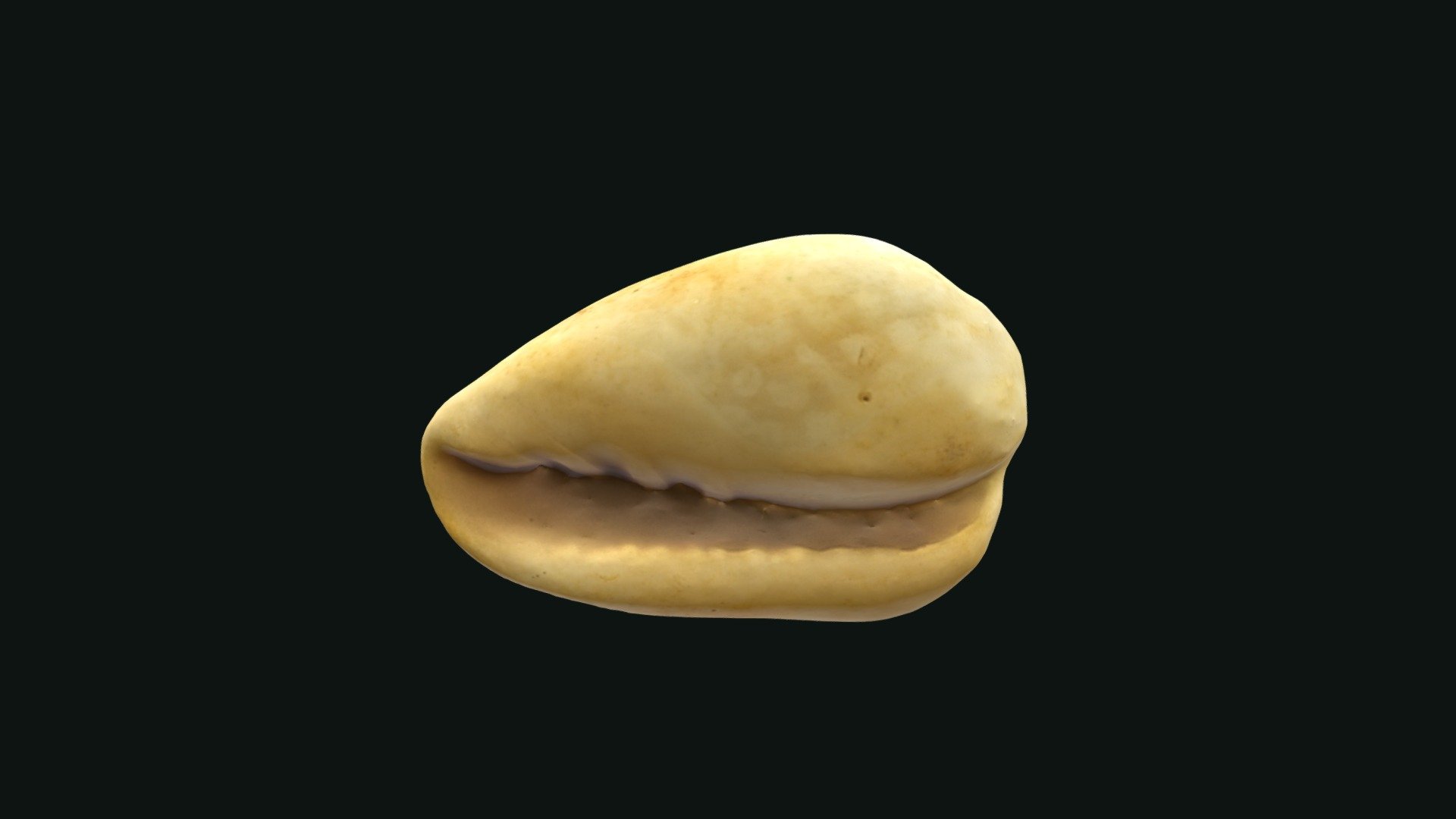 Prunum roscidum - 3D model by Shellie Luallin (@Paleogirl) [b29012b ...
