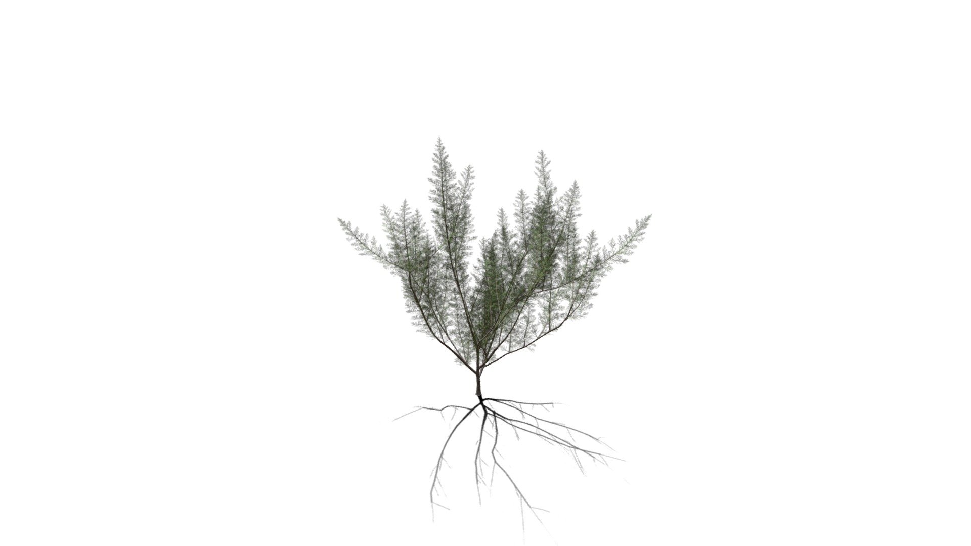 Realistic HD French tamarisk (16/20) - Download Free 3D model by ...