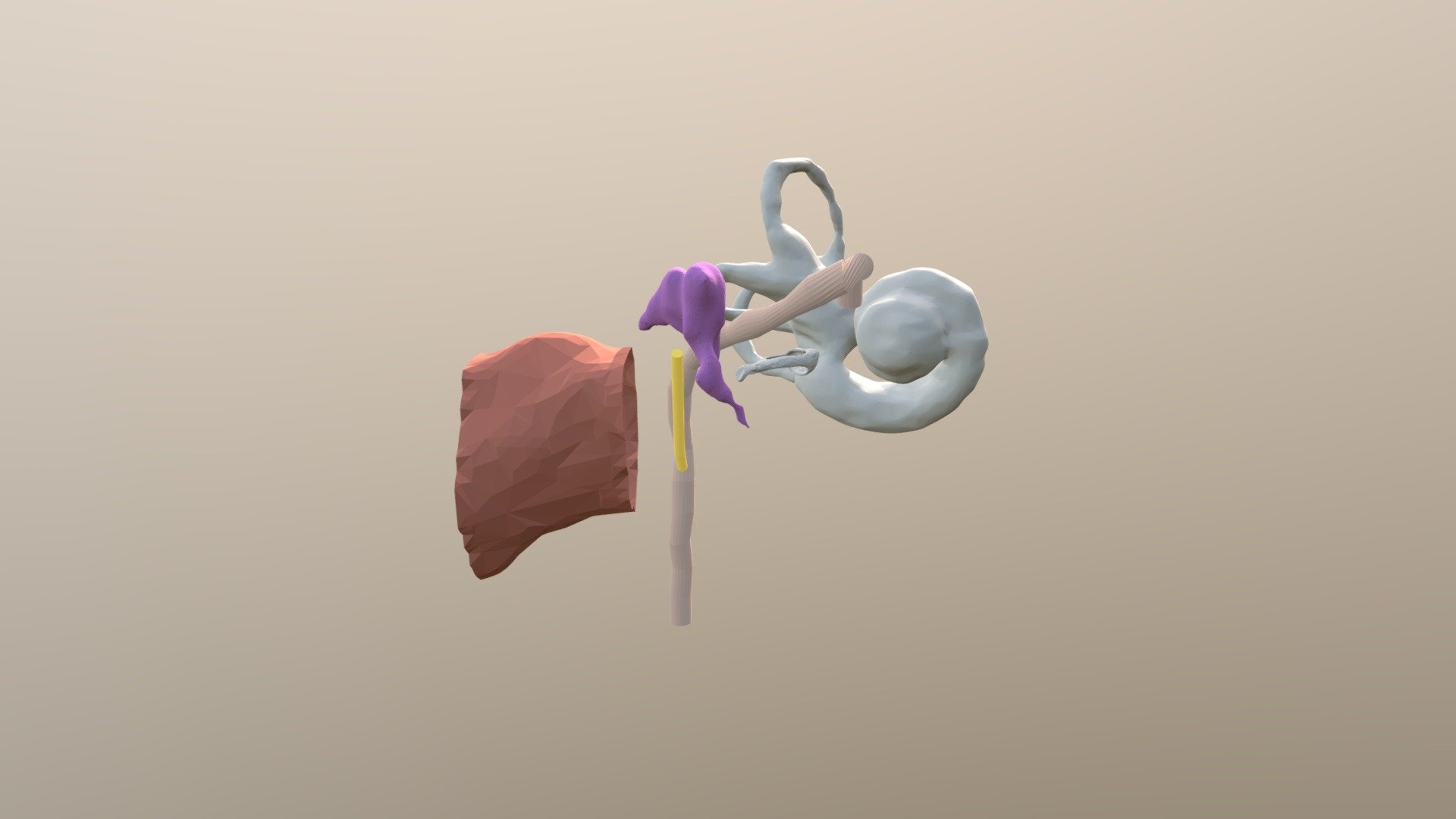Test Otoplan Original - 3D model by catseyevisuals [b2931bf] - Sketchfab