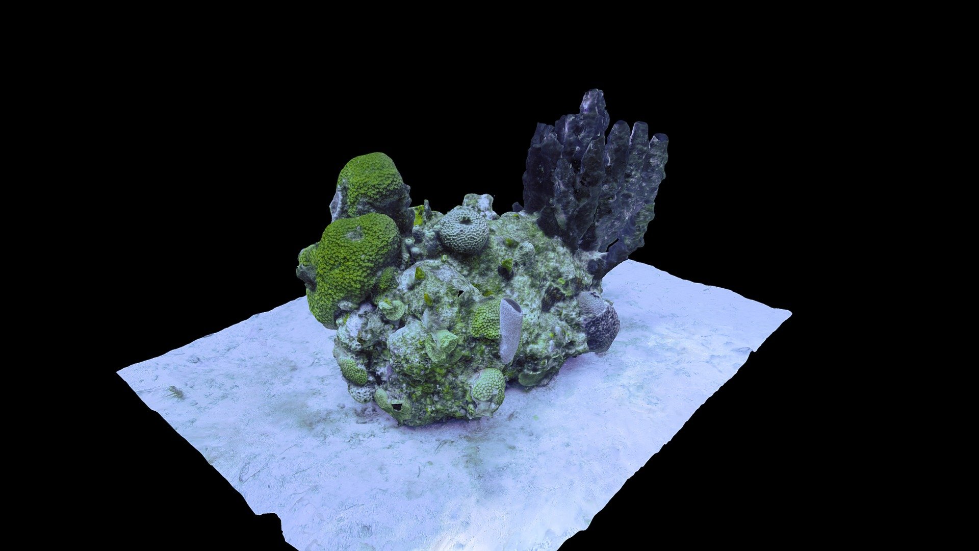 Sponges and Polyps - 3D model by Glubel (@3DMarineFund) [b299c09 ...