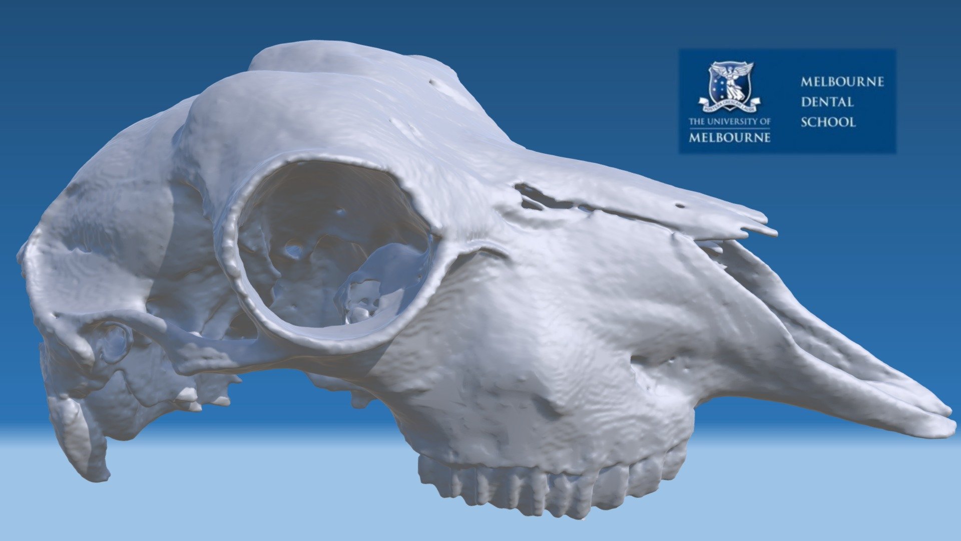 Sheep Skull - 3D model by Melbourne Dental School (@Ritasodontology ...
