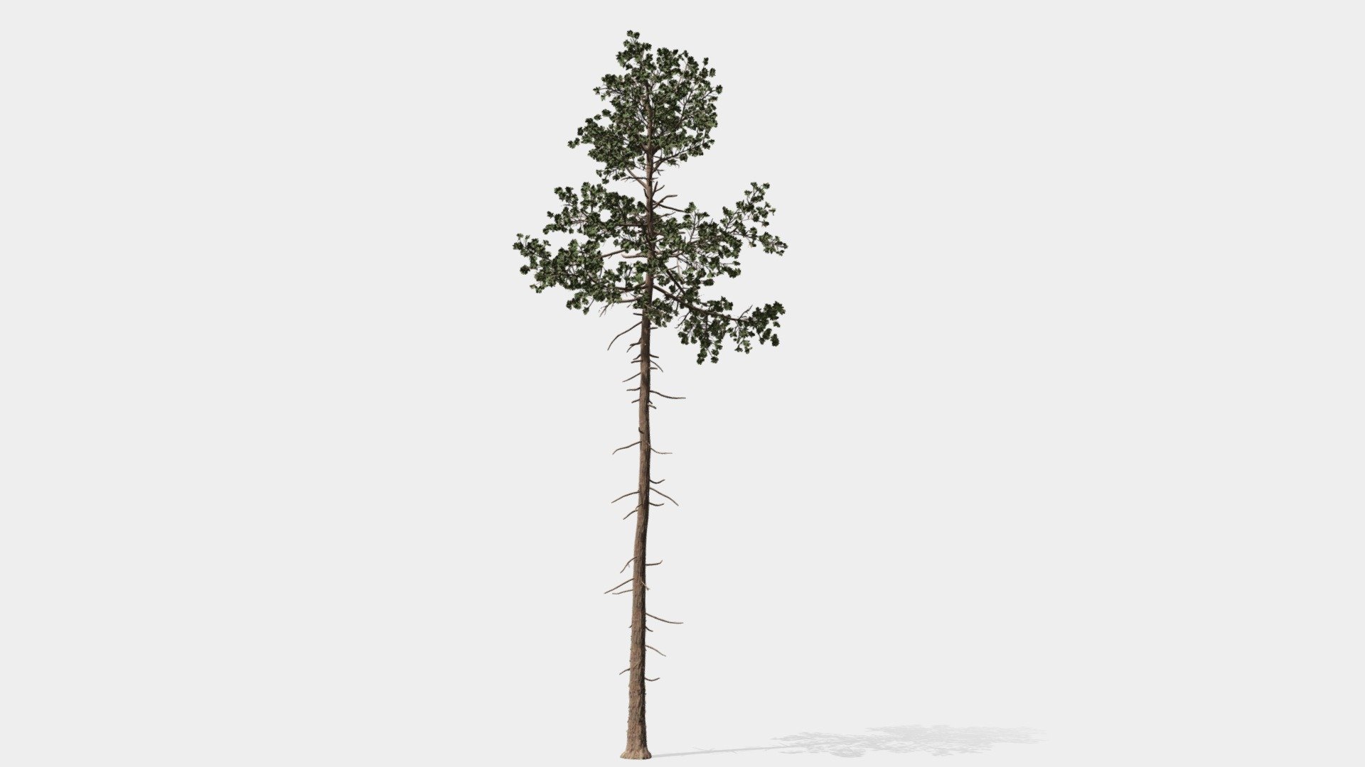 Longleaf pine old game ready tree - Buy Royalty Free 3D model by ...