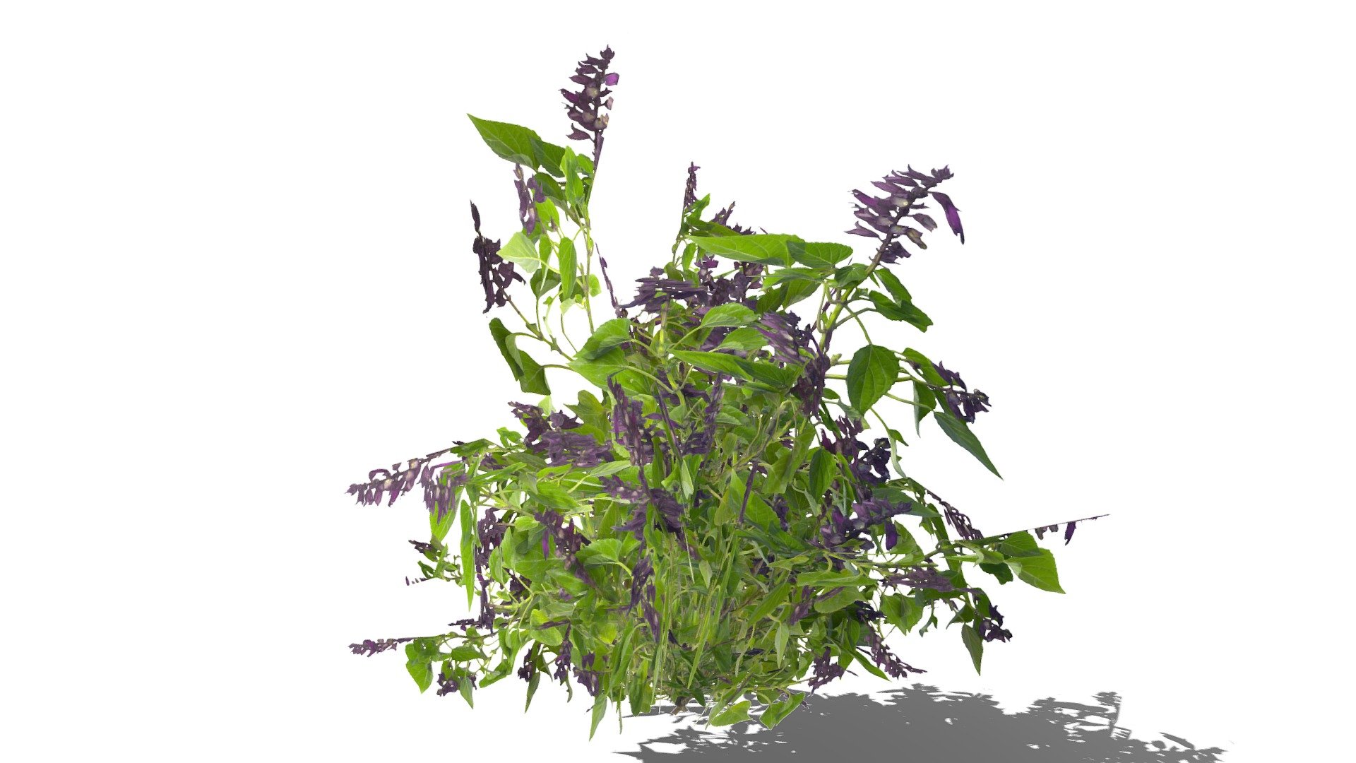 Flowering Bush / Shrub / Foliage - Buy Royalty Free 3D model by Studio ...