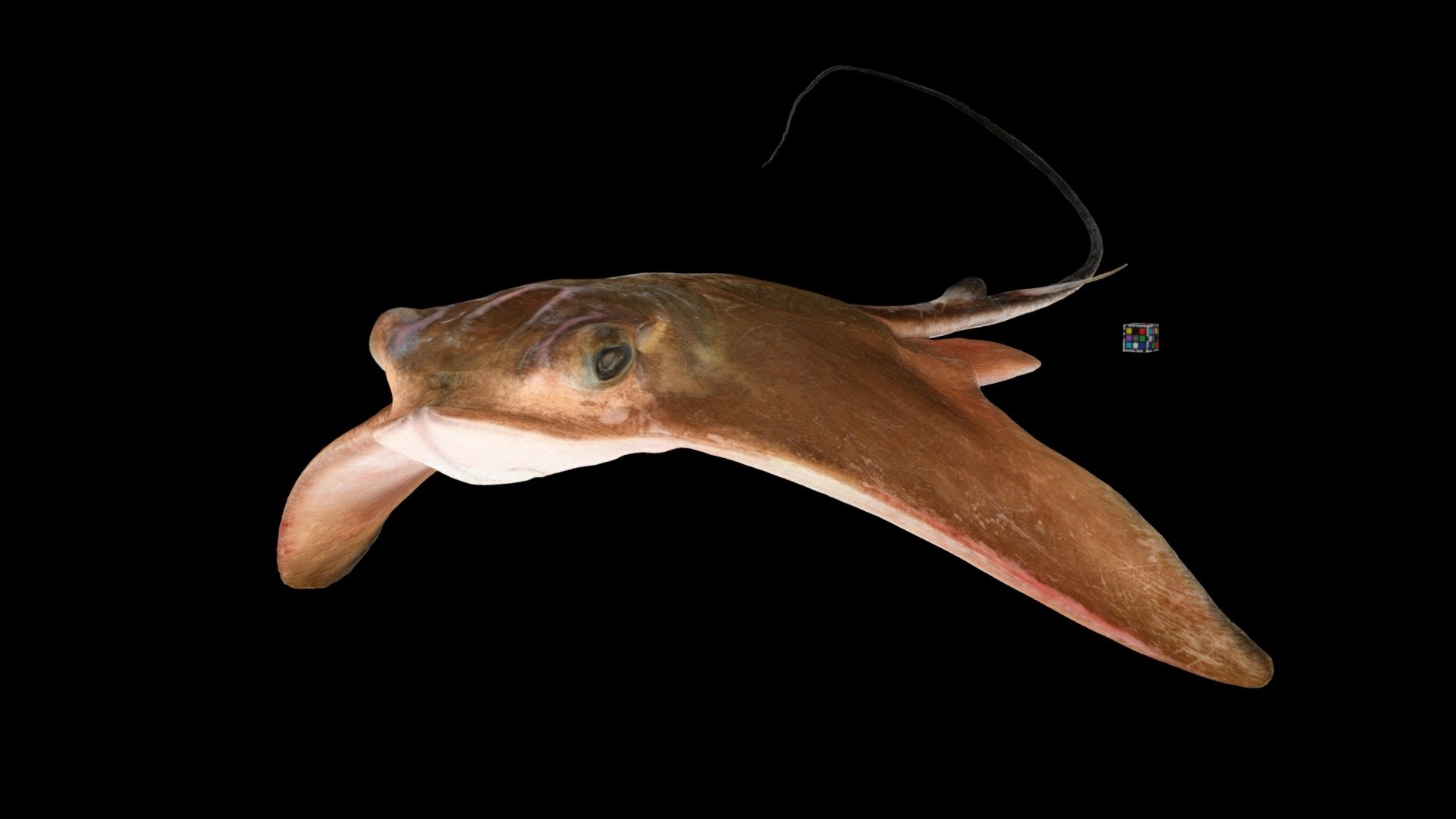 トビエイ 🦈 Japanese Eagle Ray, Myliobatis tobijei - Download Free 3D model ...