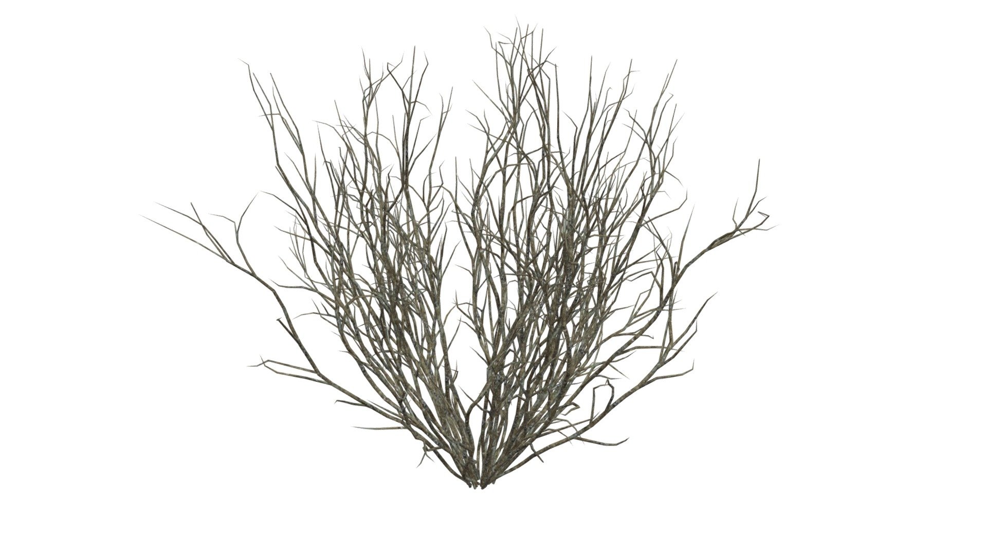 Broom Snakeweed #06 - Buy Royalty Free 3D model by meshshape [b2a2f03 ...
