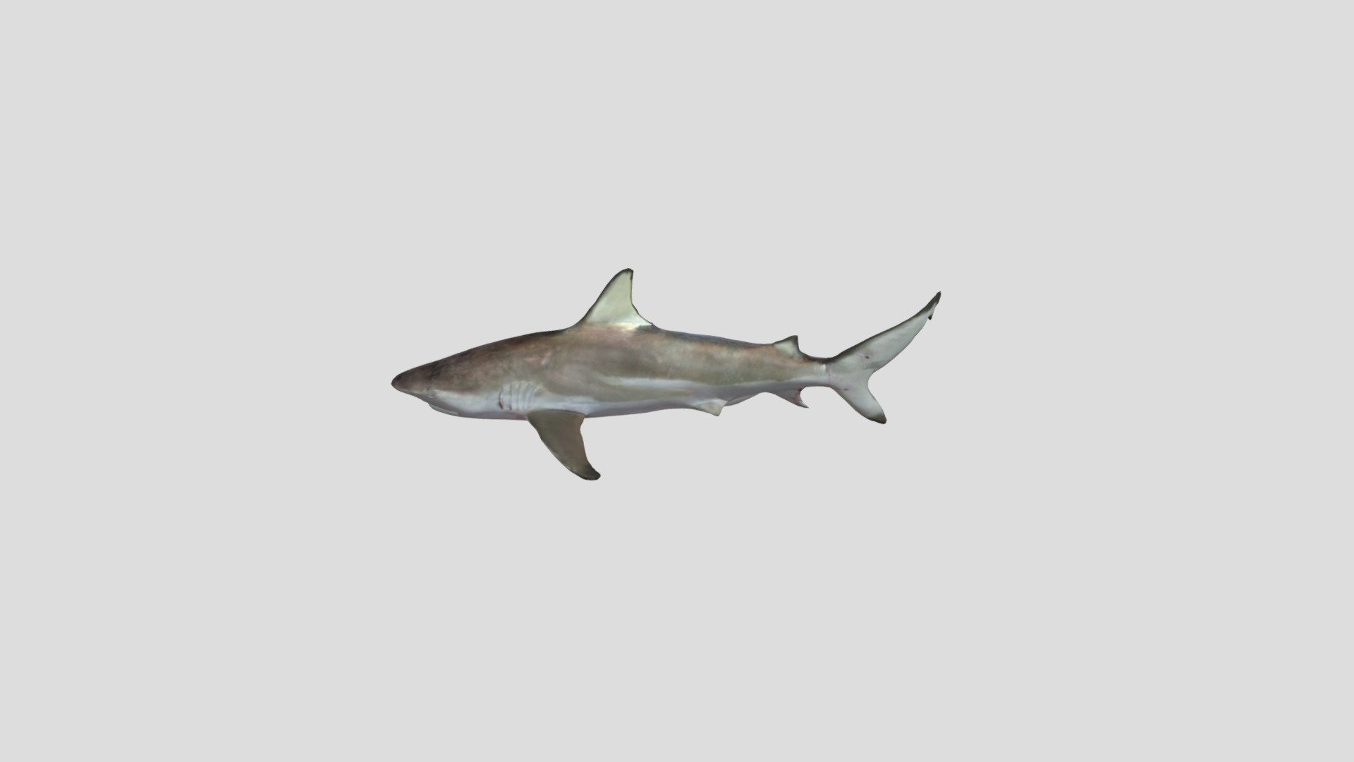 Shark - Download Free 3D model by Vfx mentor (@rs5187854) [b2a44fc ...
