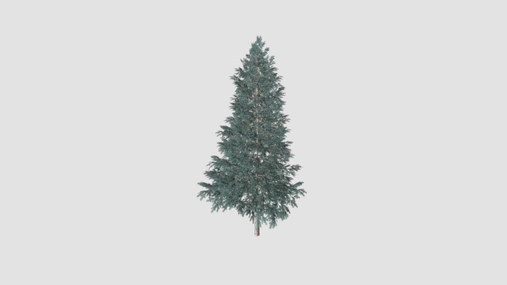 Picea 3D models - Sketchfab