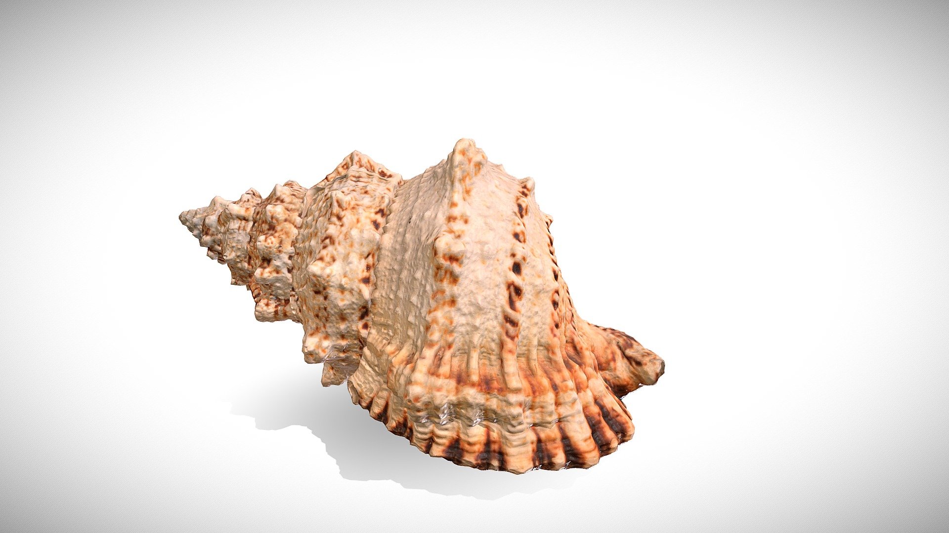Caracola Marina - 3D model by ProCapture.es (@ProCapture) [b2a8695 ...