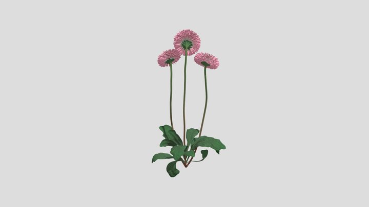 Bellis 3D models - Sketchfab