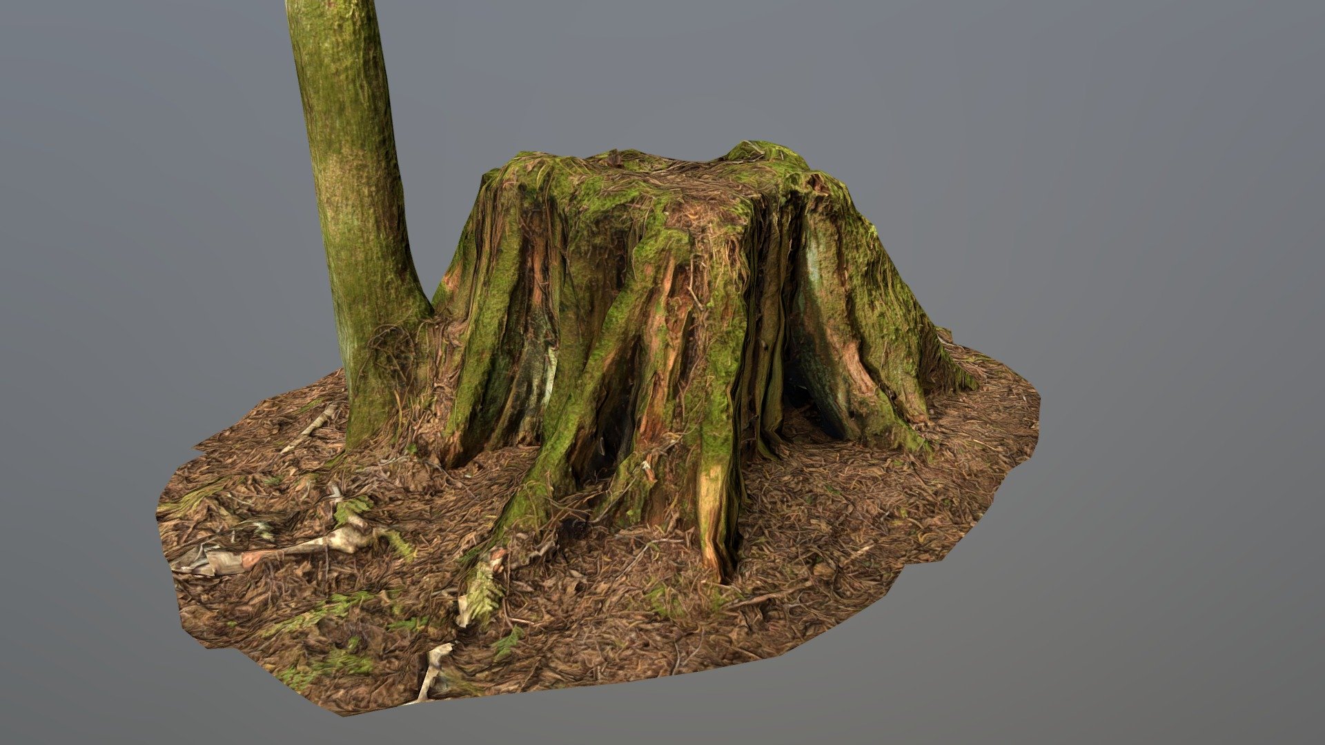 Stump1 - 3D model by peter54 [b2b194e] - Sketchfab
