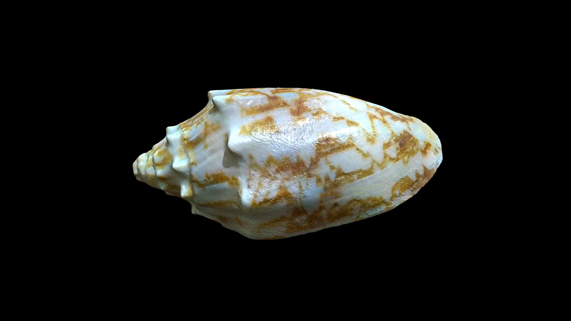 Shell 17 - Cymbiola vespertilio (bat volute) - Download Free 3D model ...