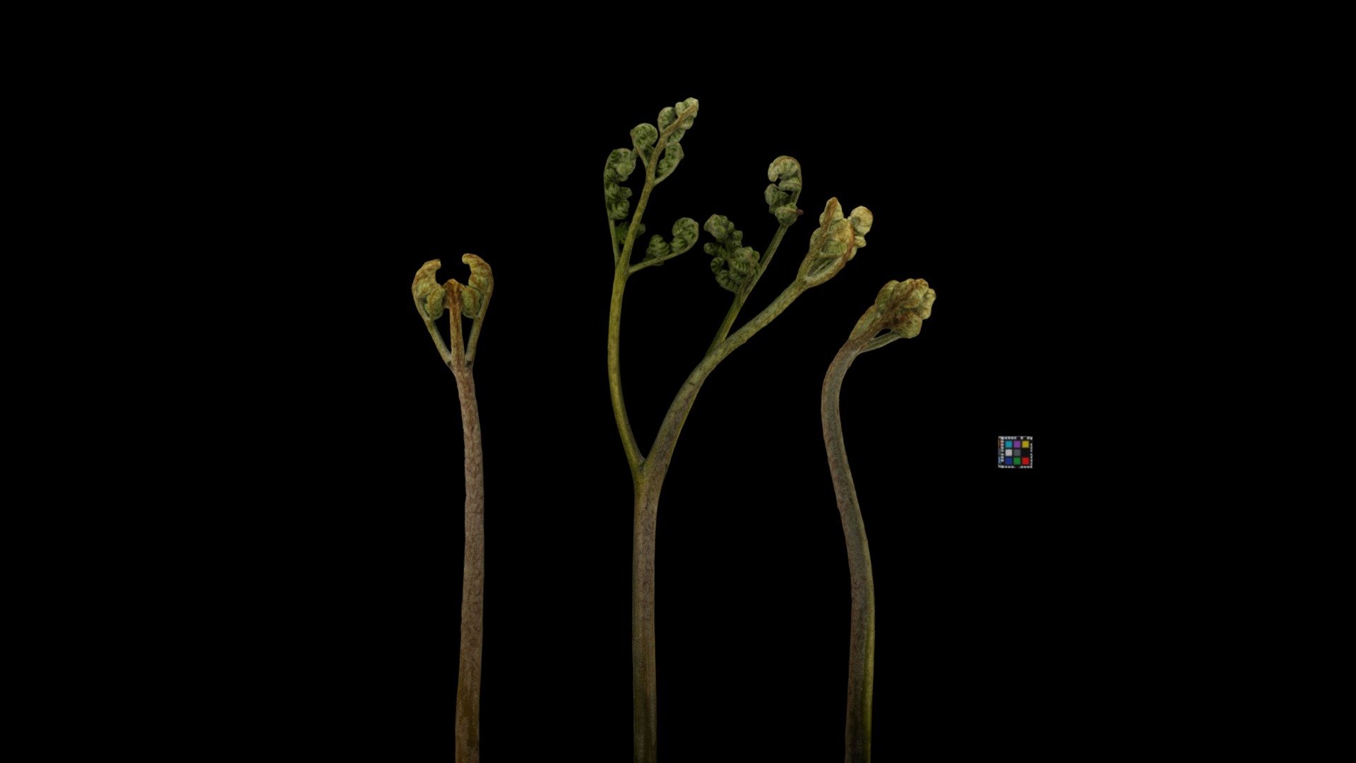 CC0 ワラビ Western Bracken Fern - Download Free 3D model by ffish.asia ...