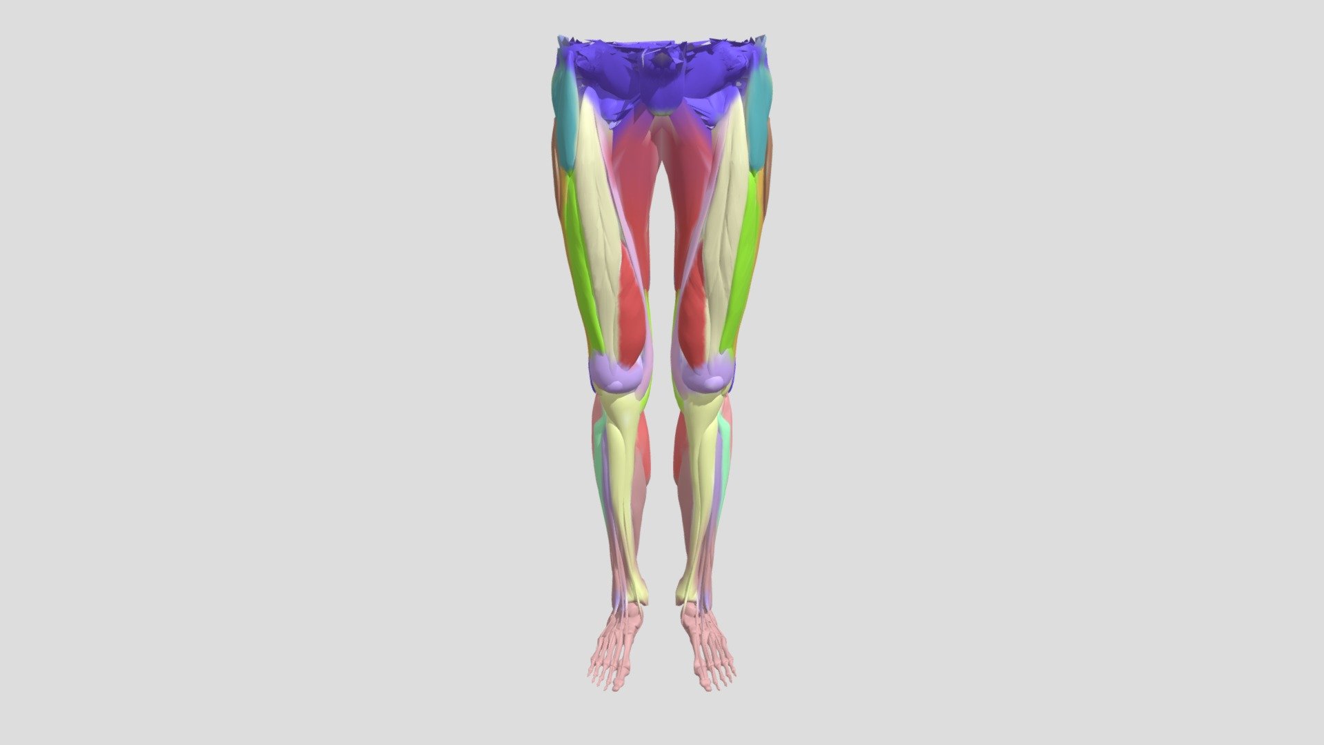 leg muscles - 3D model by senining (@seninini) [b2b73c2] - Sketchfab