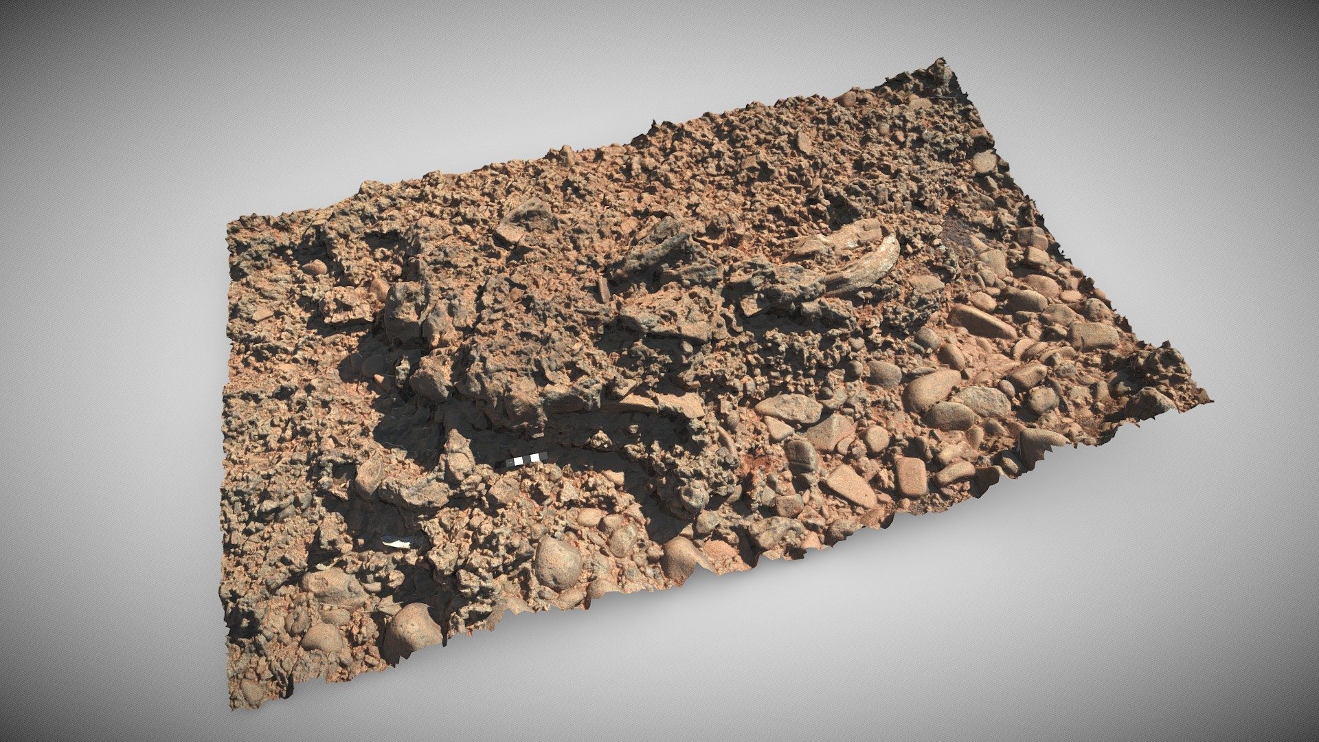 Diprotodon skull - 3D model by UQ School of the Environment (@UQ_SEES ...