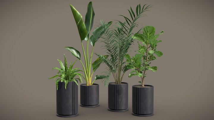 Nidus 3D models - Sketchfab