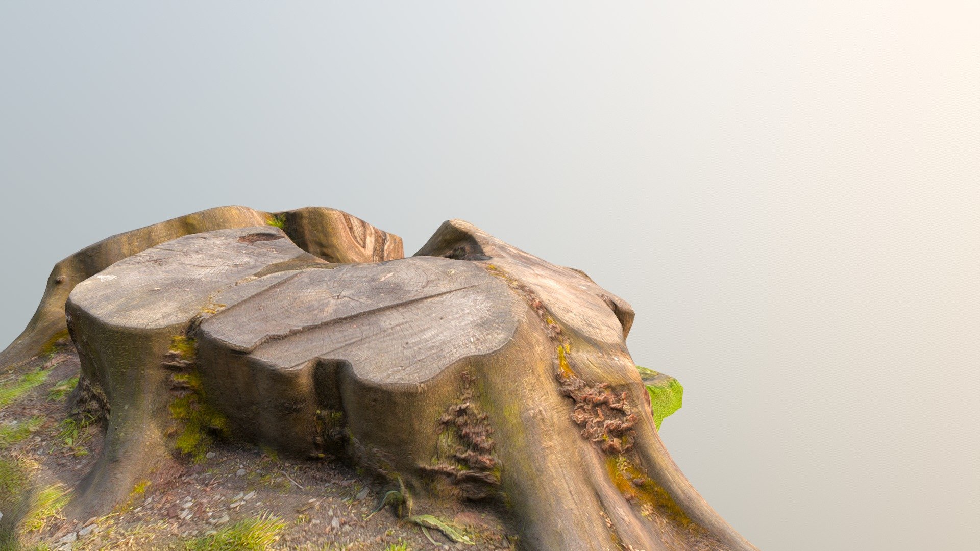 Tree stump 2 - Photogrammetry - 3D model by nray [b2cc6cd] - Sketchfab