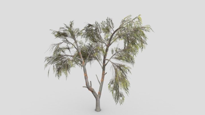 3d-eucalyptus 3D models - Sketchfab