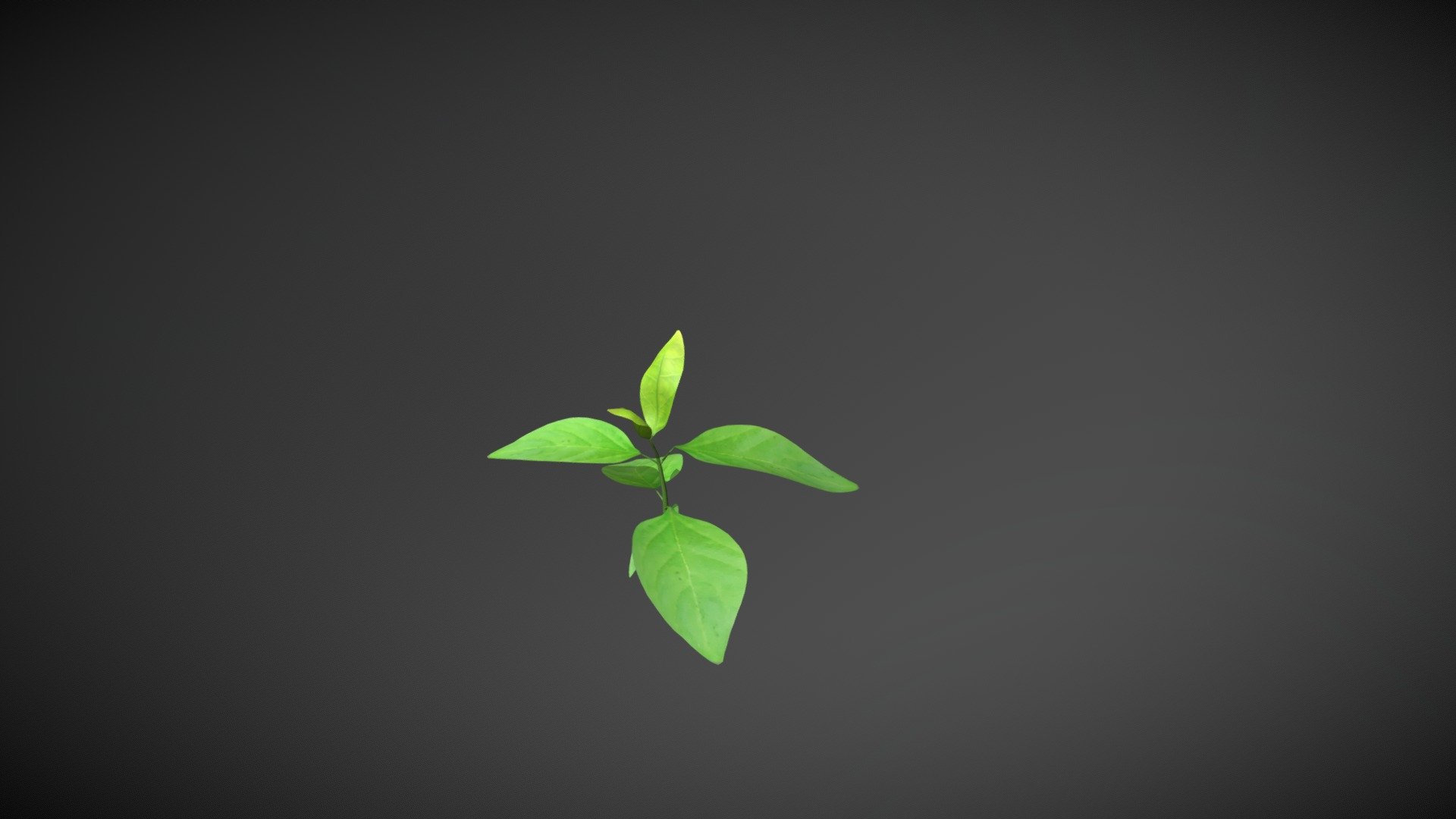 Chilli Stage1 - 3D model by vicvdovenko [b2d0949] - Sketchfab