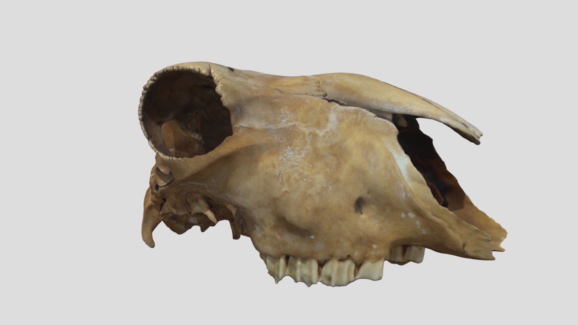 Sheep Skull - Download Free 3D model by scbenoit [b2d585a] - Sketchfab