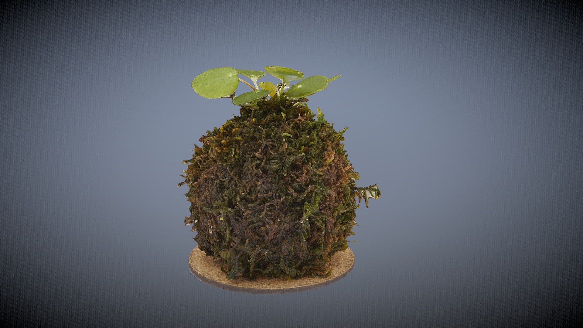 Sphere plant - 3D model by Lisa Lokshina (@lokshina.lisa) [b2d9662 ...