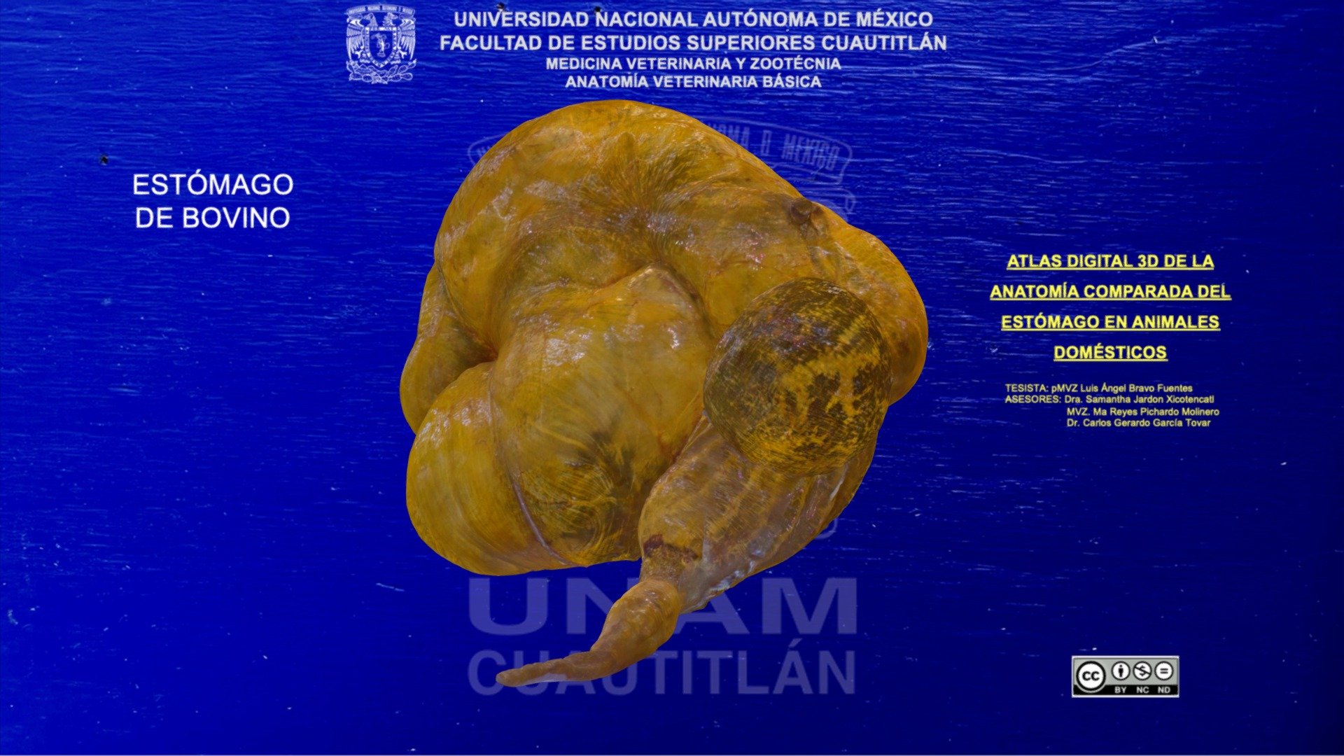 ESTÓMAGO DE BOVINO - ABOMASO - 3D model by Anatomía Veterinaria FESC ...