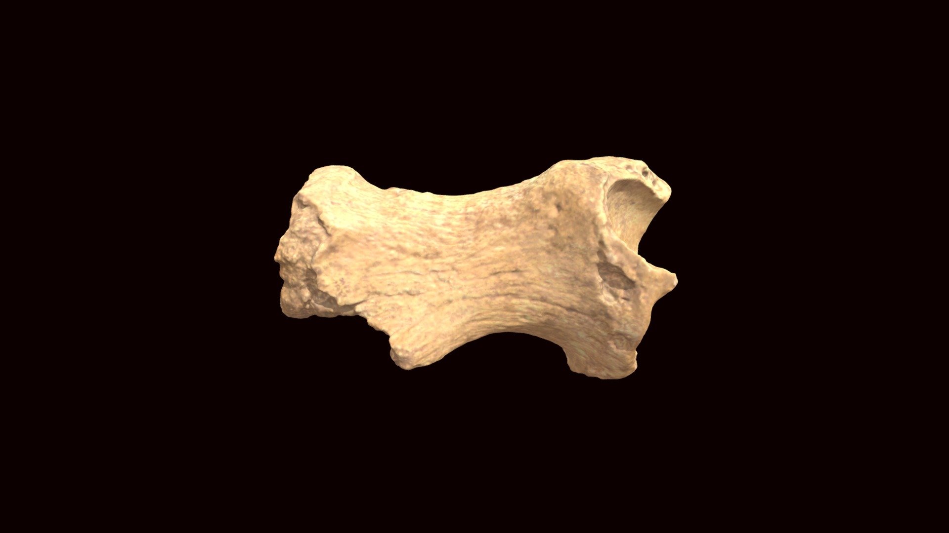 Paramylodon tibia (VCU_3D_7958) - Download Free 3D model by Virtual Curation Lab ...