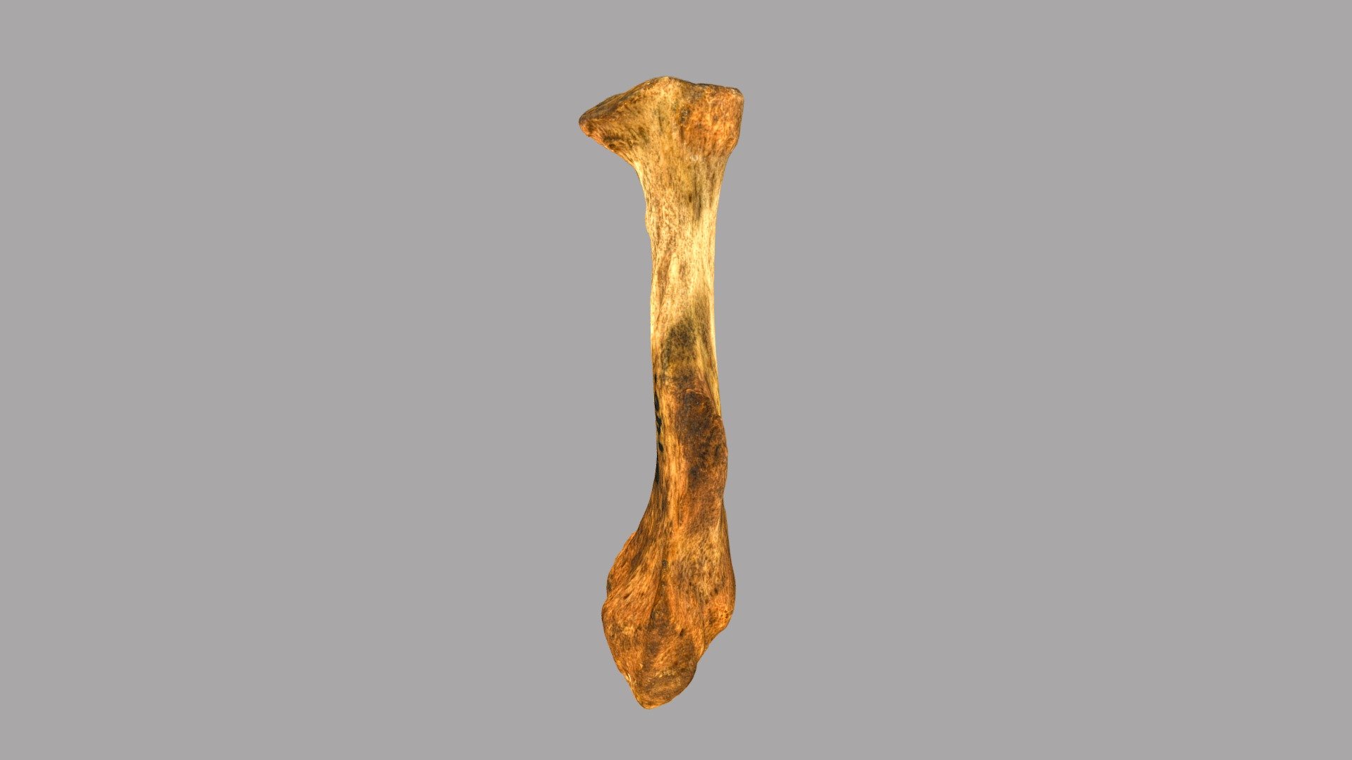 Walrus radius - 3D model by 4-OCEANS Virtual Reference Collection (@4 ...