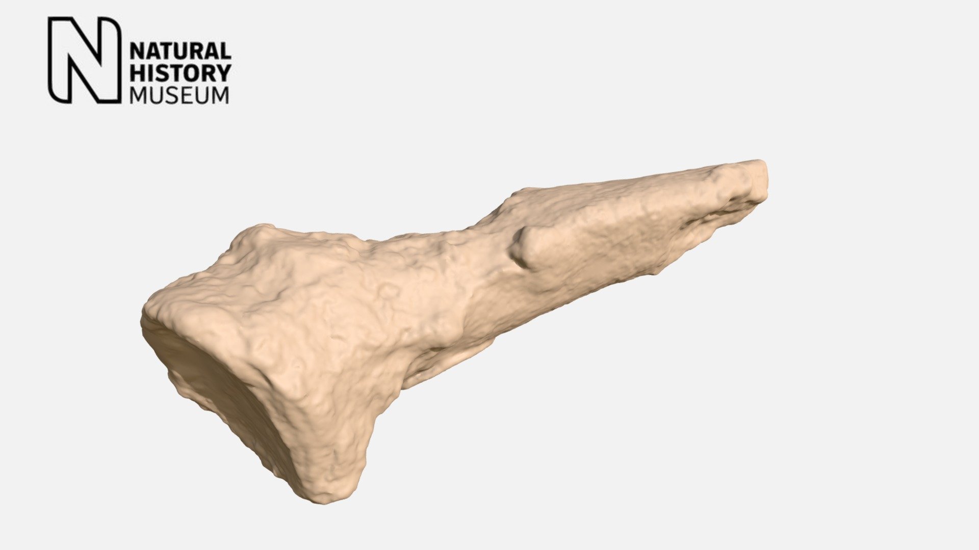 Scelidotherium leptocephalum - hyoid fragment - Download Free 3D model ...