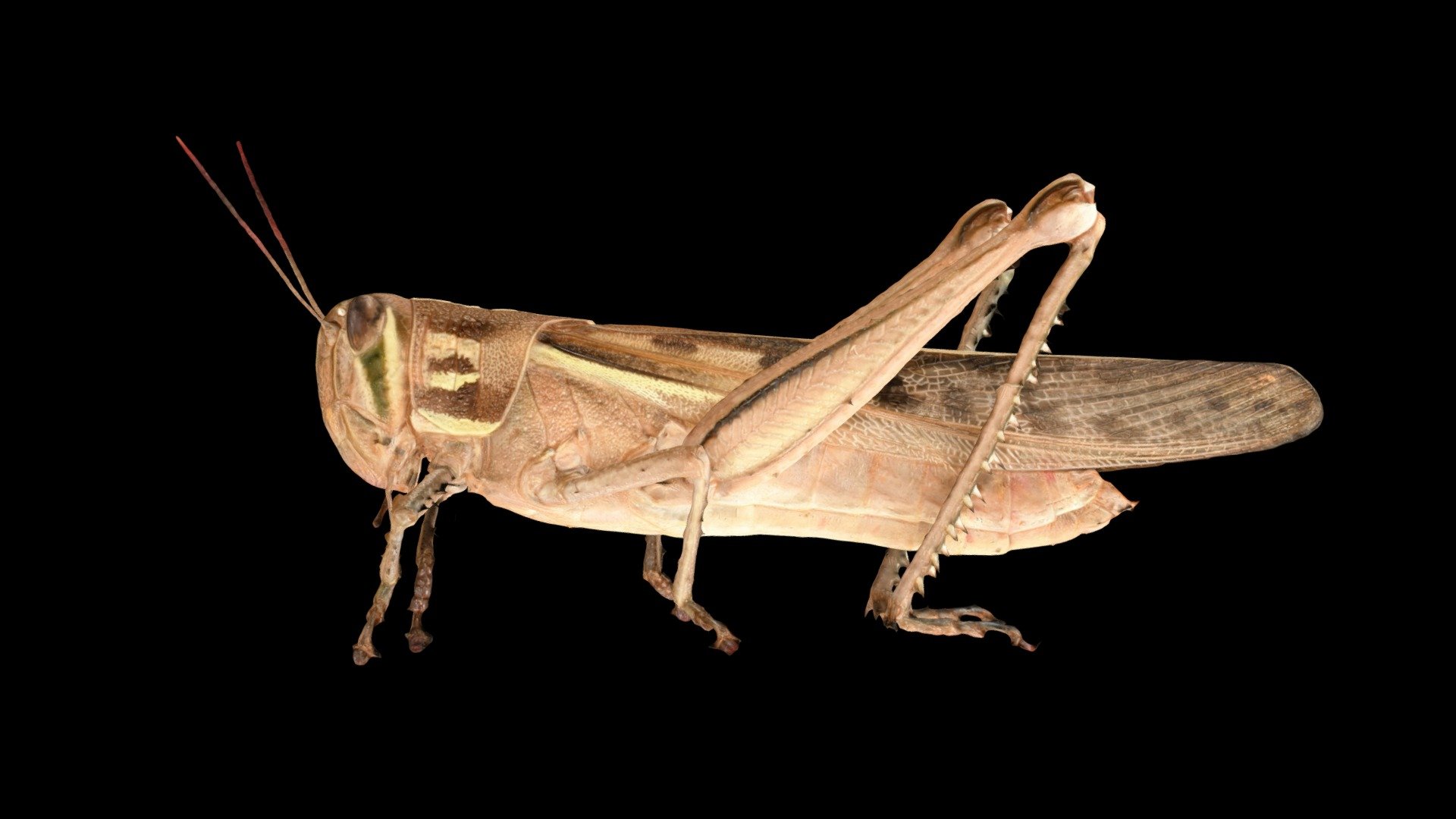 ツチイナゴ 🦗 ♀ Japanese Locust, Patanga japonica - 3D model by ffish.asia ...